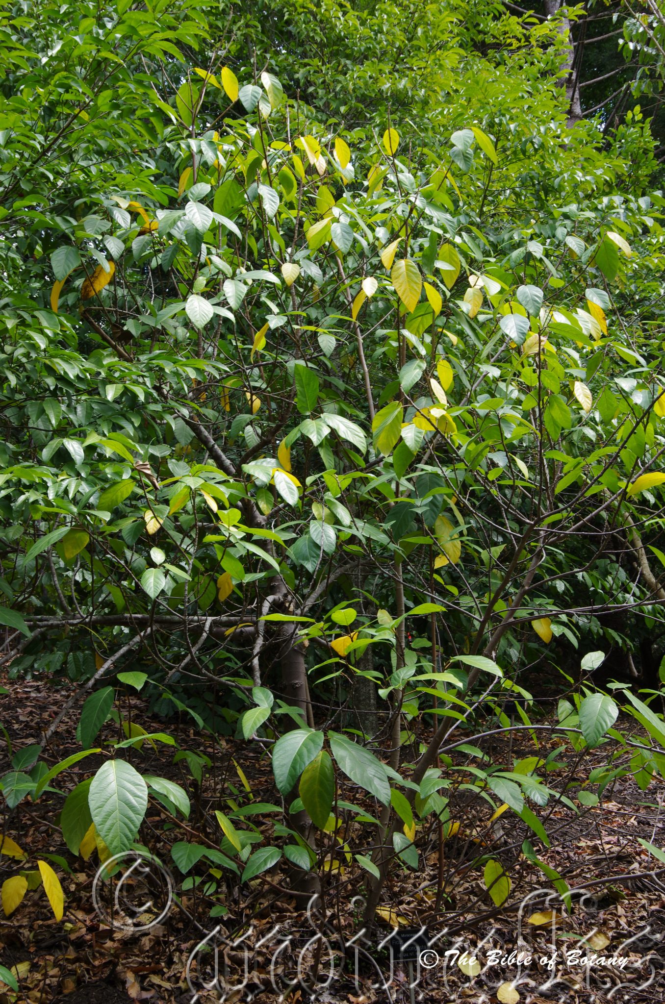 Plant Descriptions – Fagraea cambagei – Fuirena ciliaris – The Bible of ...