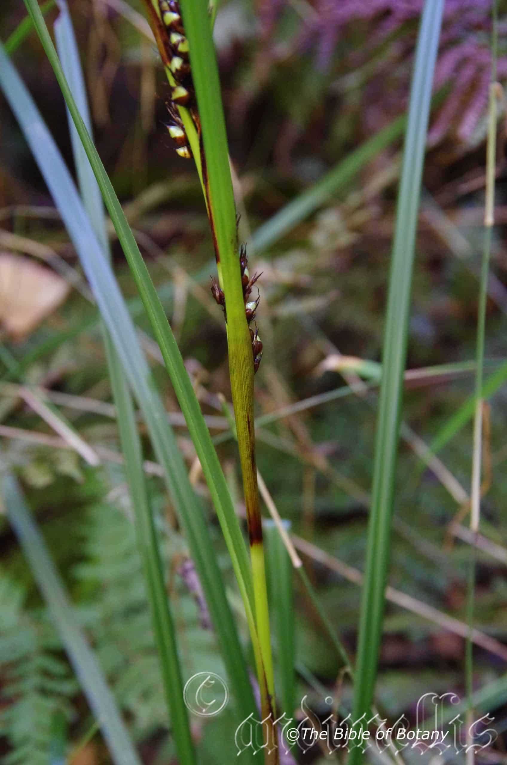 Plant Descriptions – Gahnia aspera – Goodenia stelligera – The Bible of ...