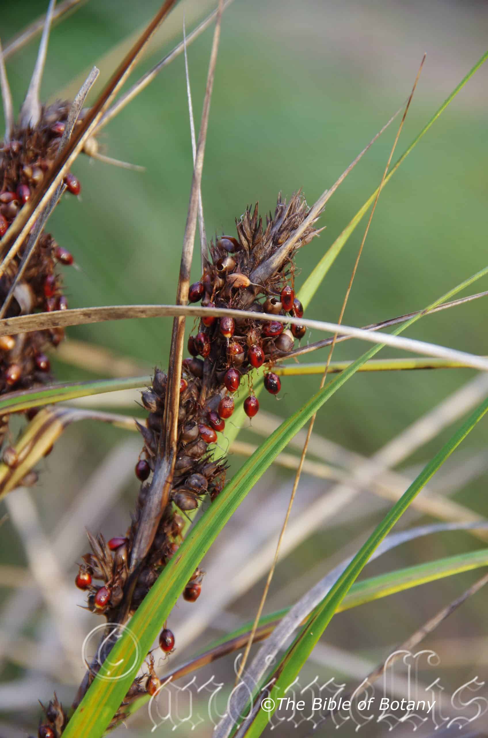 Plant Descriptions – Gahnia aspera – Goodenia stelligera – The Bible of ...