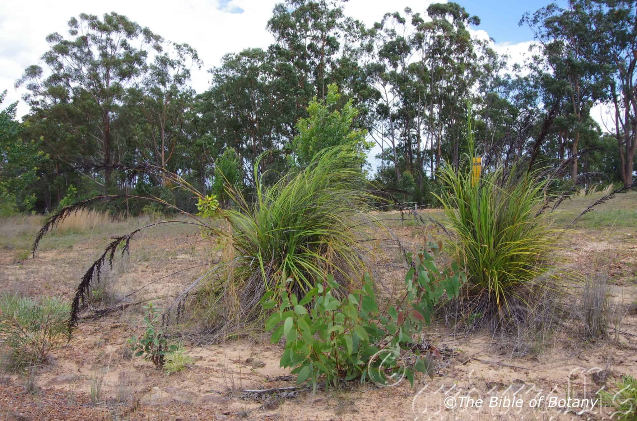 Plant Descriptions – Gahnia aspera – Goodenia stelligera – The Bible of ...