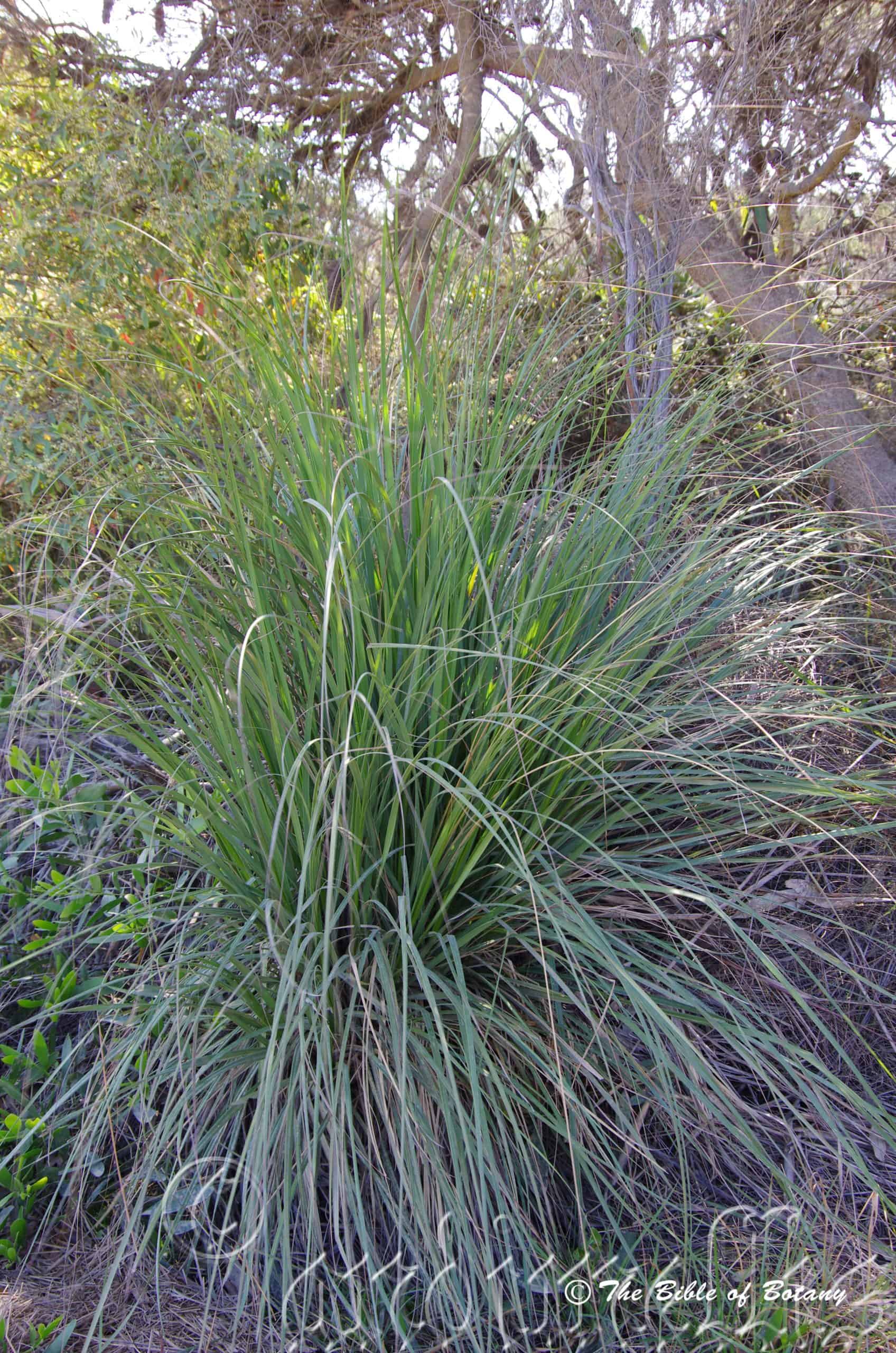 Plant Descriptions – Gahnia aspera – Goodenia stelligera – The Bible of ...