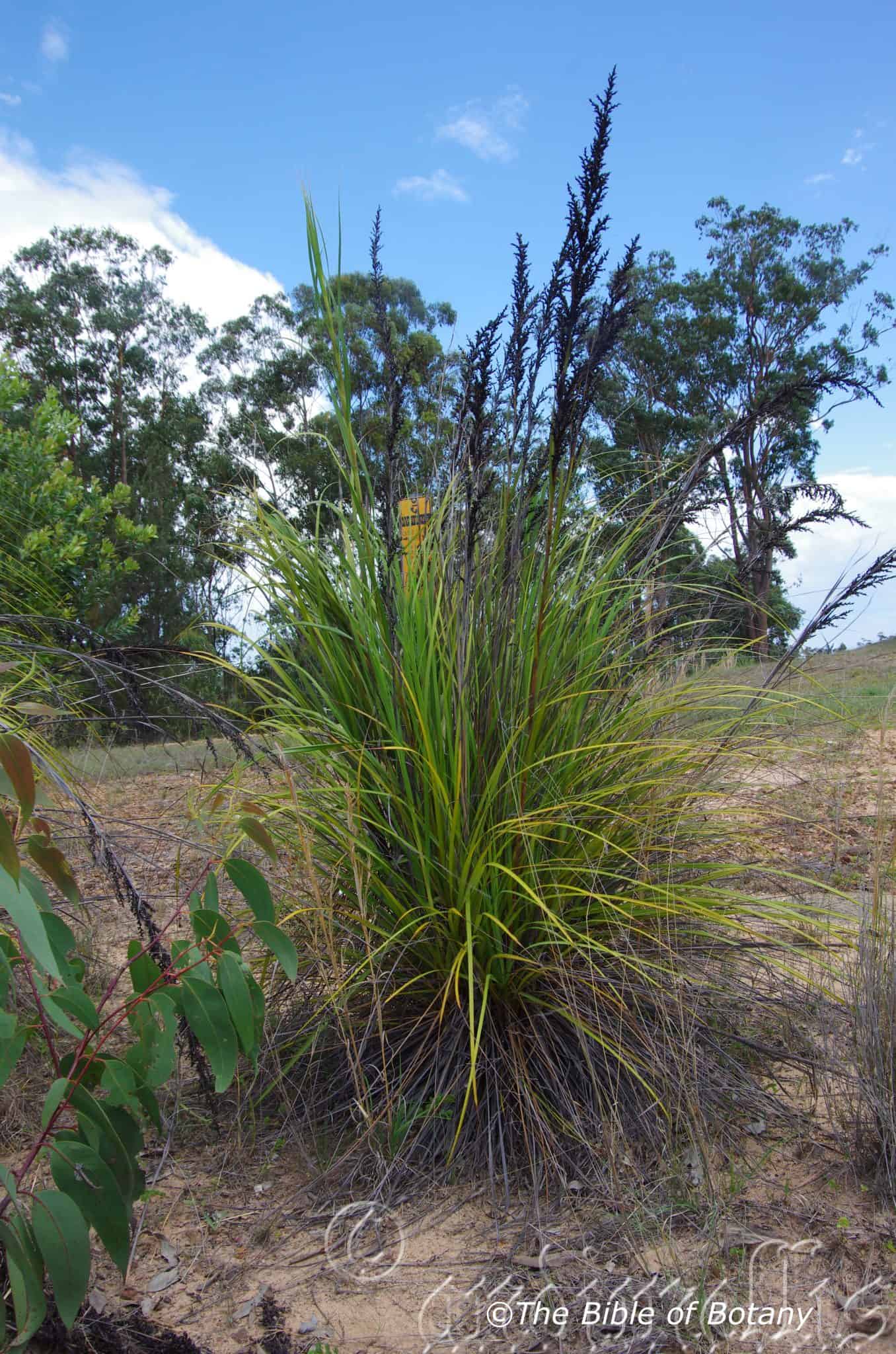 Plant Descriptions – Gahnia aspera – Goodenia stelligera – The Bible of ...