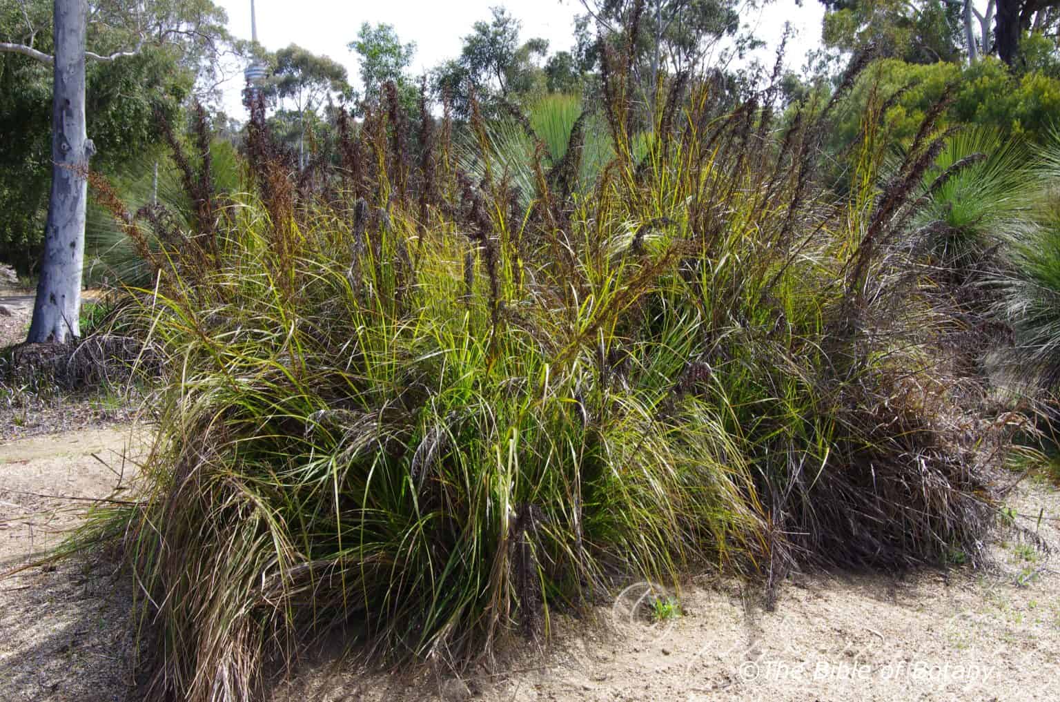 Plant Descriptions – Gahnia aspera – Goodenia stelligera – The Bible of ...