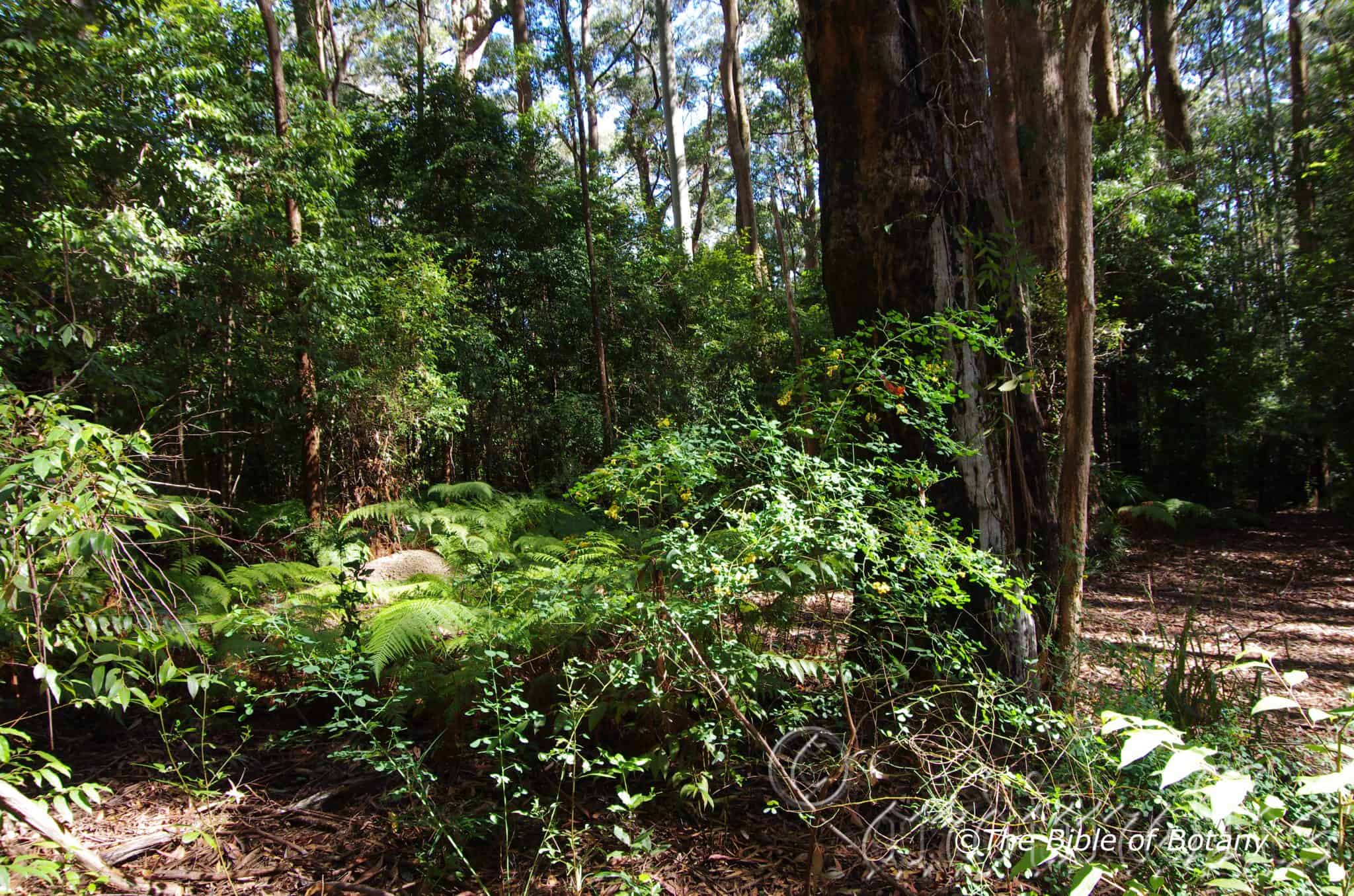 Plant Descriptions – Goodia lotifolia – Grevillea exposita – The Bible ...