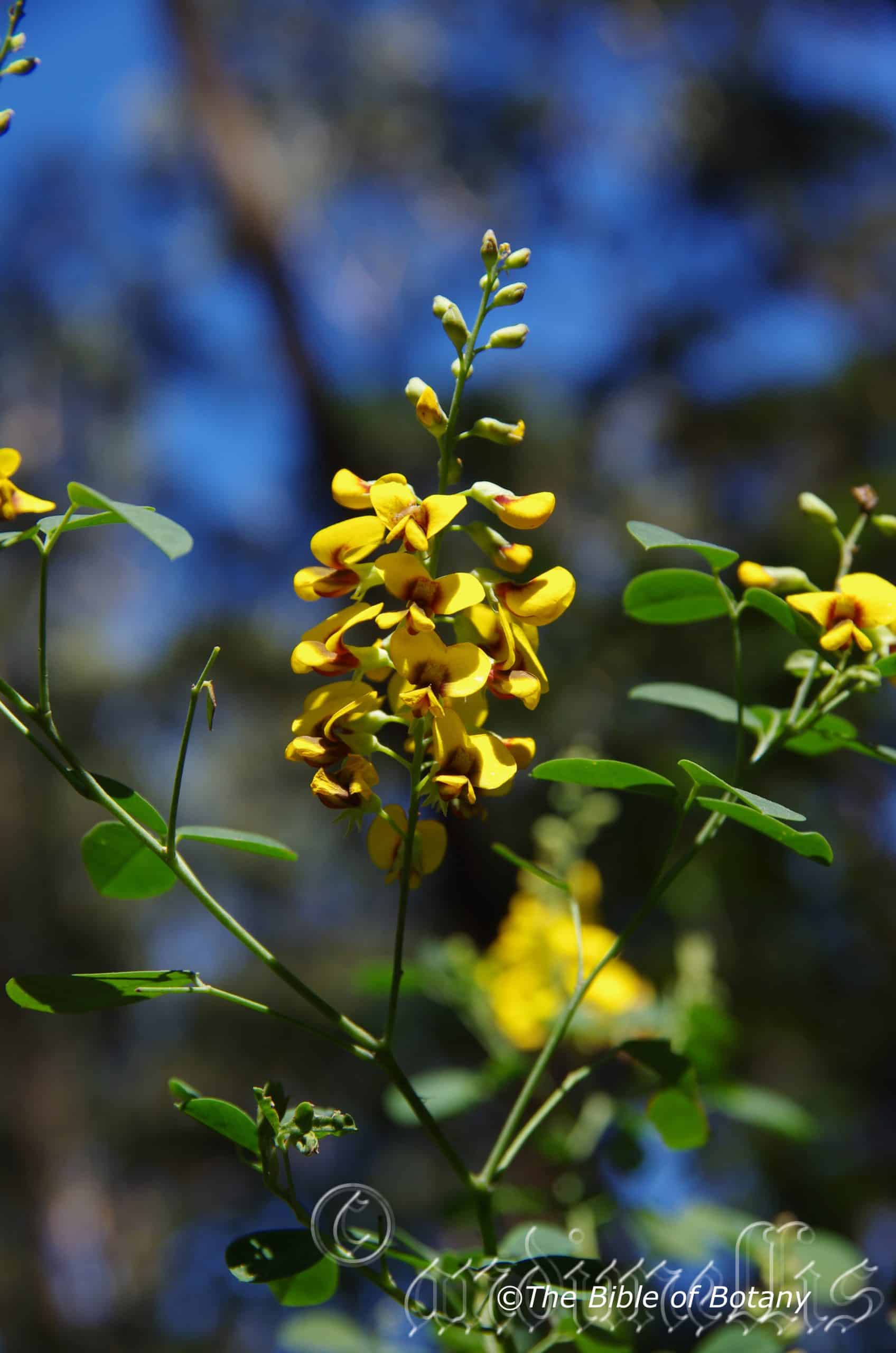 Plant Descriptions – Goodia lotifolia – Grevillea exposita – The Bible ...