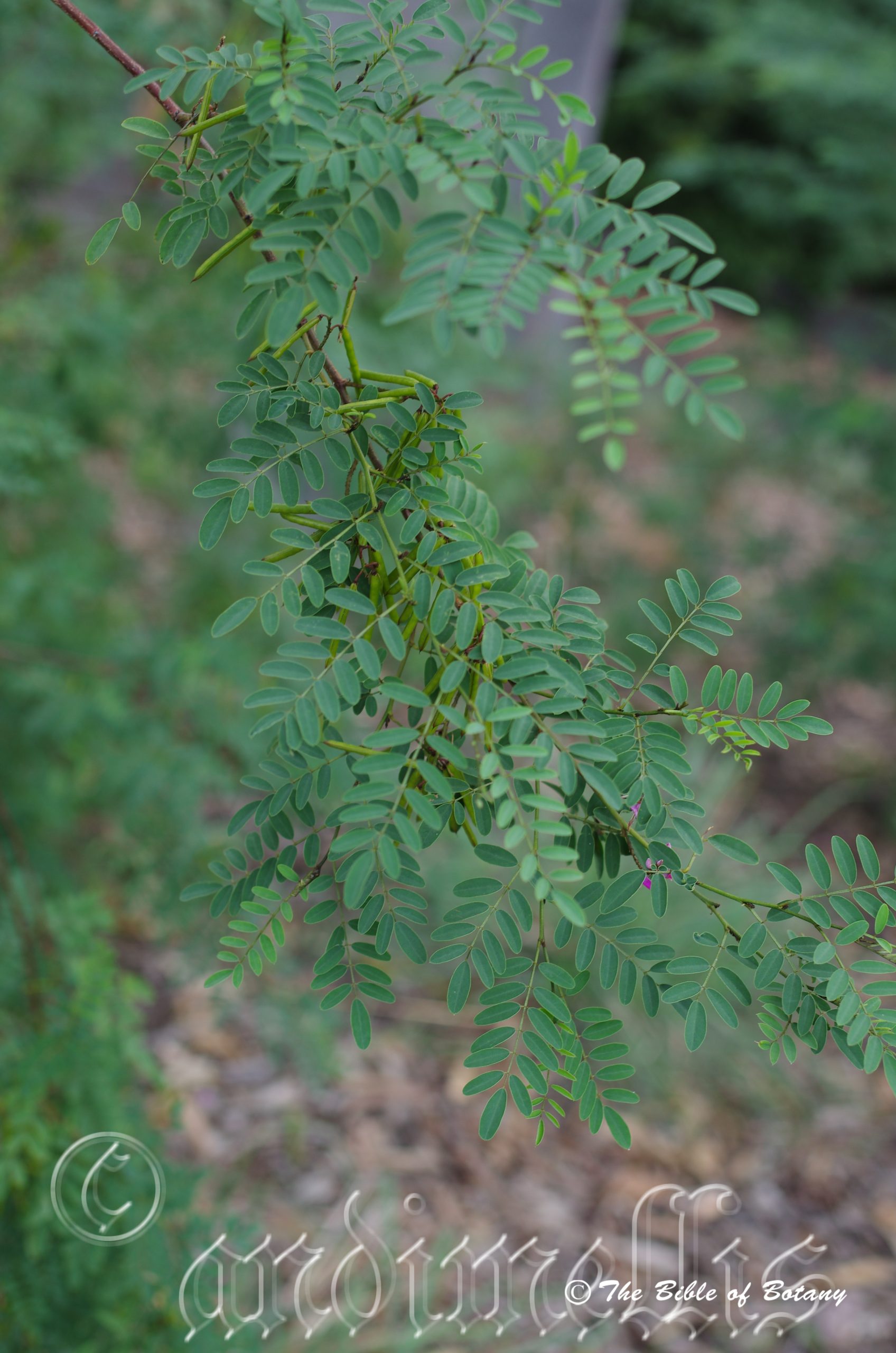 Plant Descriptions – Imperata cylindrica – Ixora beckleri – The Bible ...