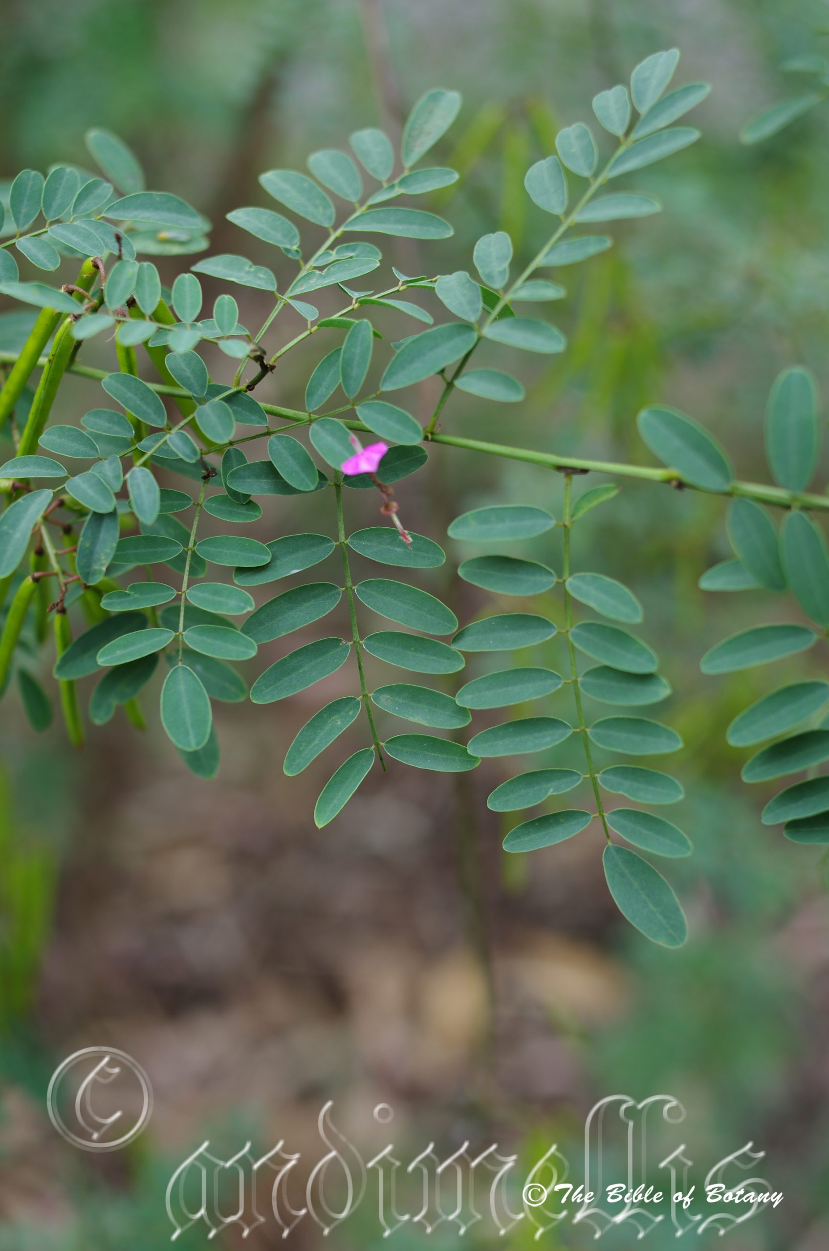 Plant Descriptions – Imperata cylindrica – Ixora beckleri – The Bible ...