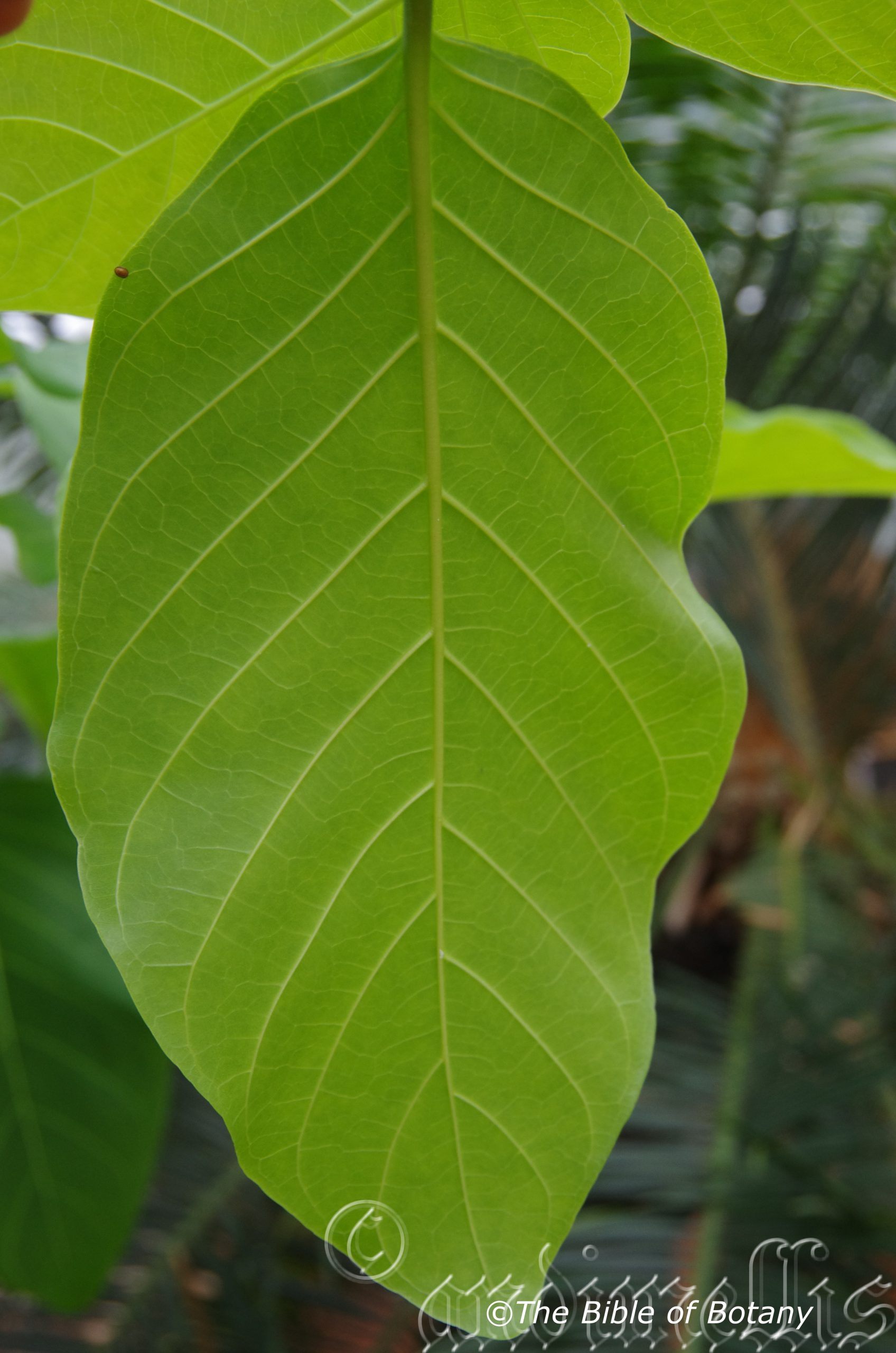 Plant Descriptions – Najas marina – Nyssanthes diffusa – The Bible of ...