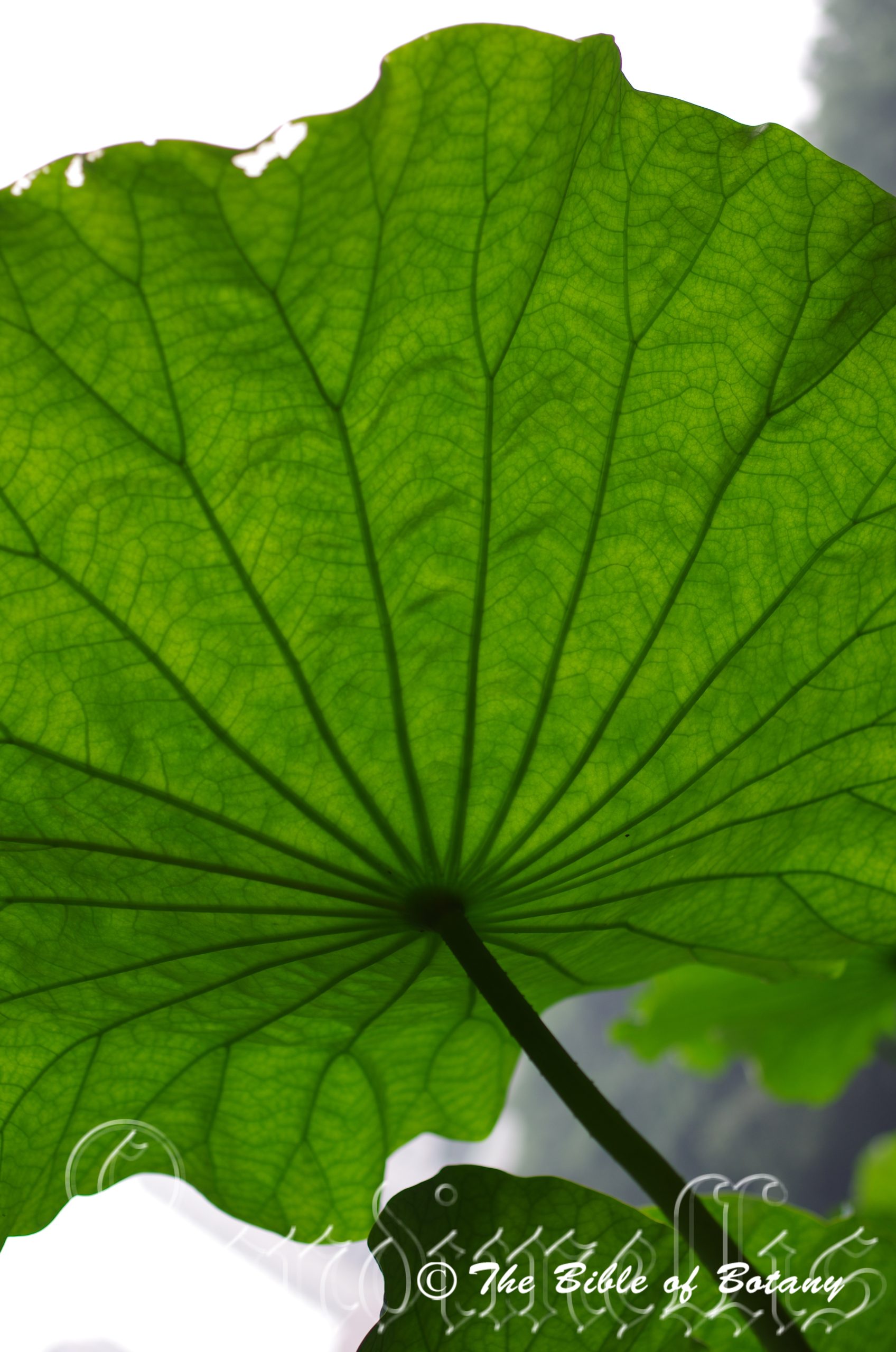 Plant Descriptions – Najas marina – Nyssanthes diffusa – The Bible of ...