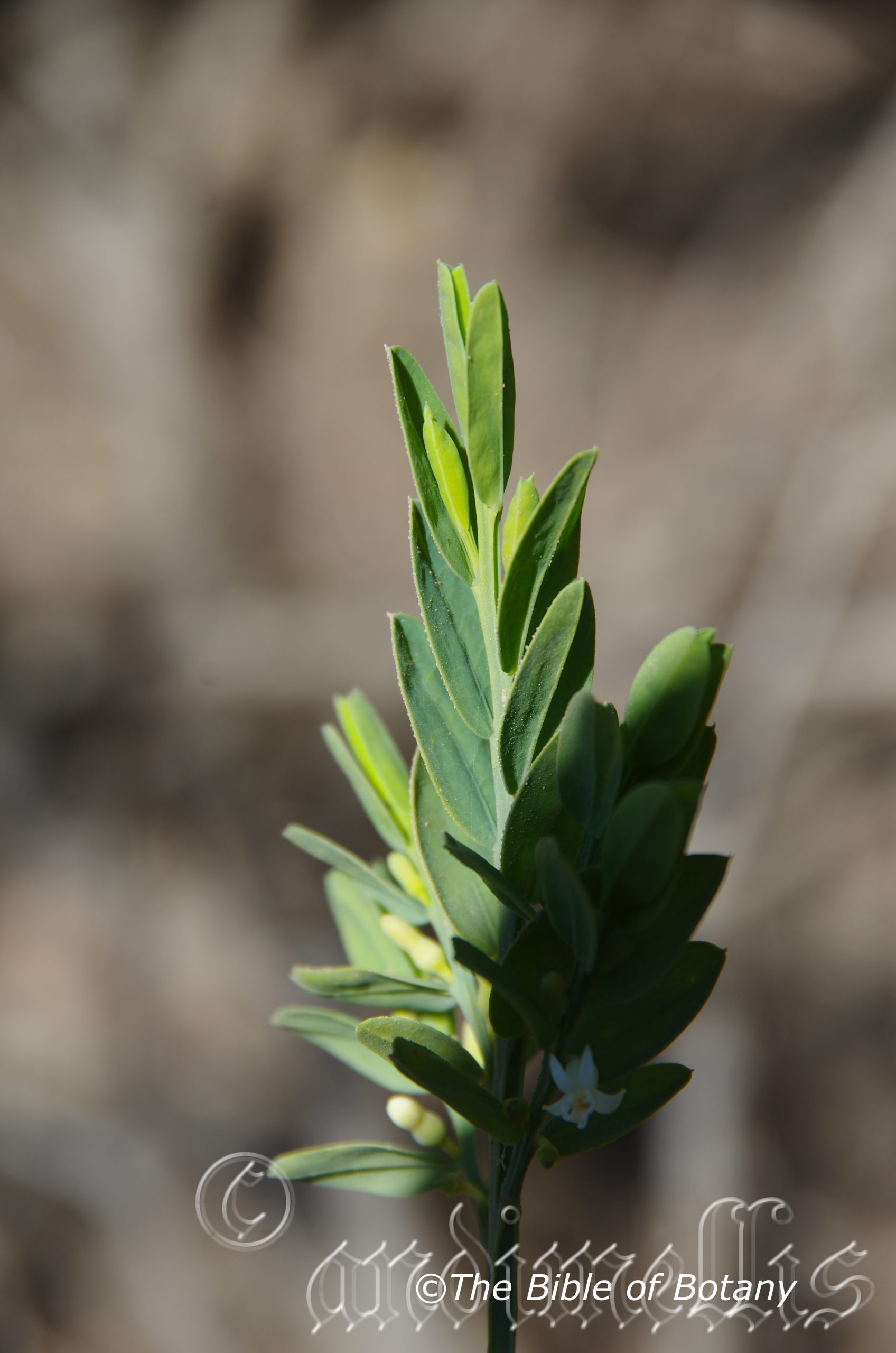 Plant Descriptions – Oberonia complanata – Ozothamnus whitei – The ...