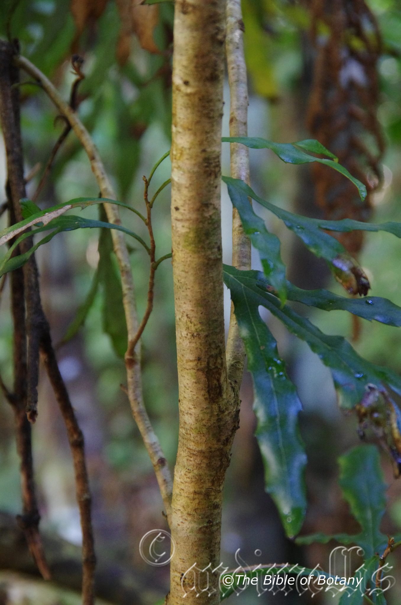 Plant Descriptions – Oberonia complanata – Ozothamnus whitei – The ...