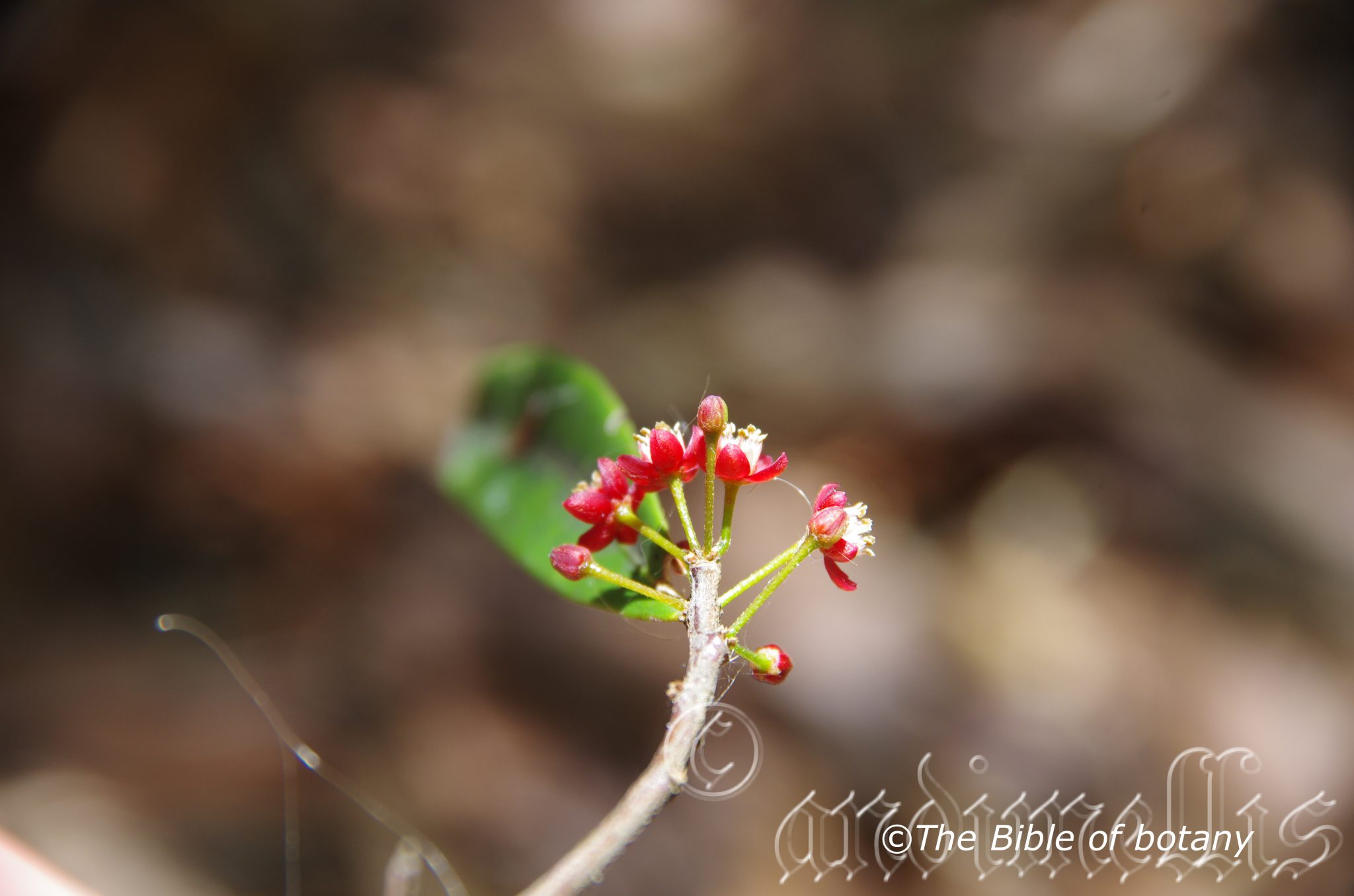 Plant Descriptions – Quassia sp. moonee creek – Quintinia verdonii ...