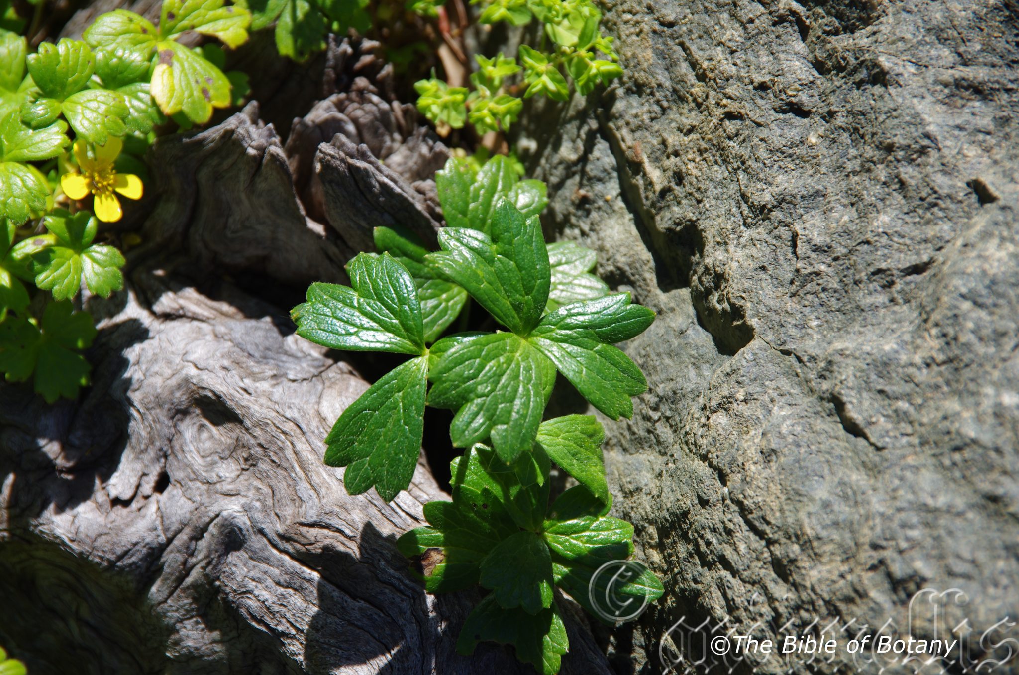 Plant Descriptions – Randia moorei – Rytidosperma tenuius – The Bible ...