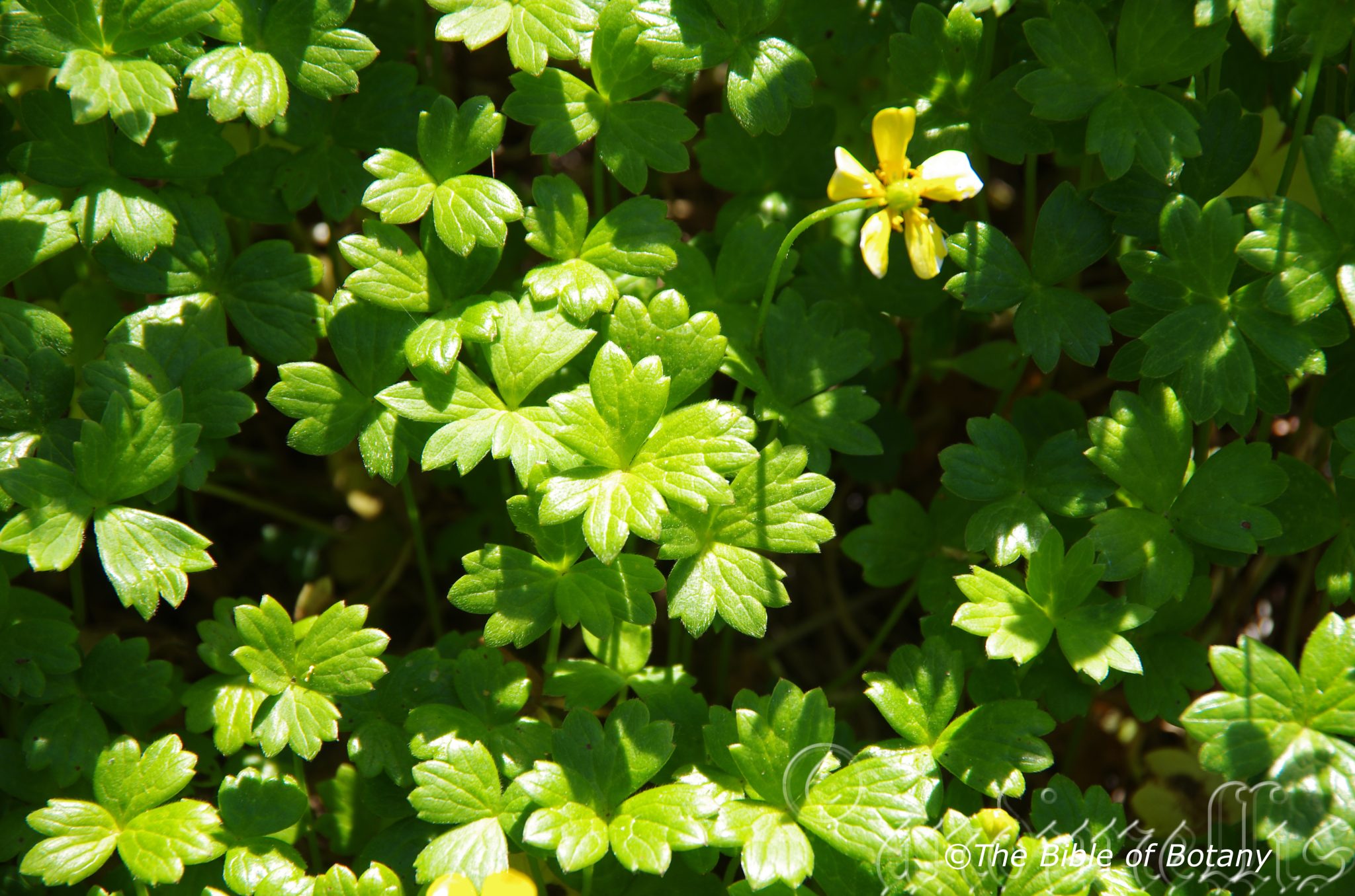 Plant Descriptions – Randia moorei – Rytidosperma tenuius – The Bible ...