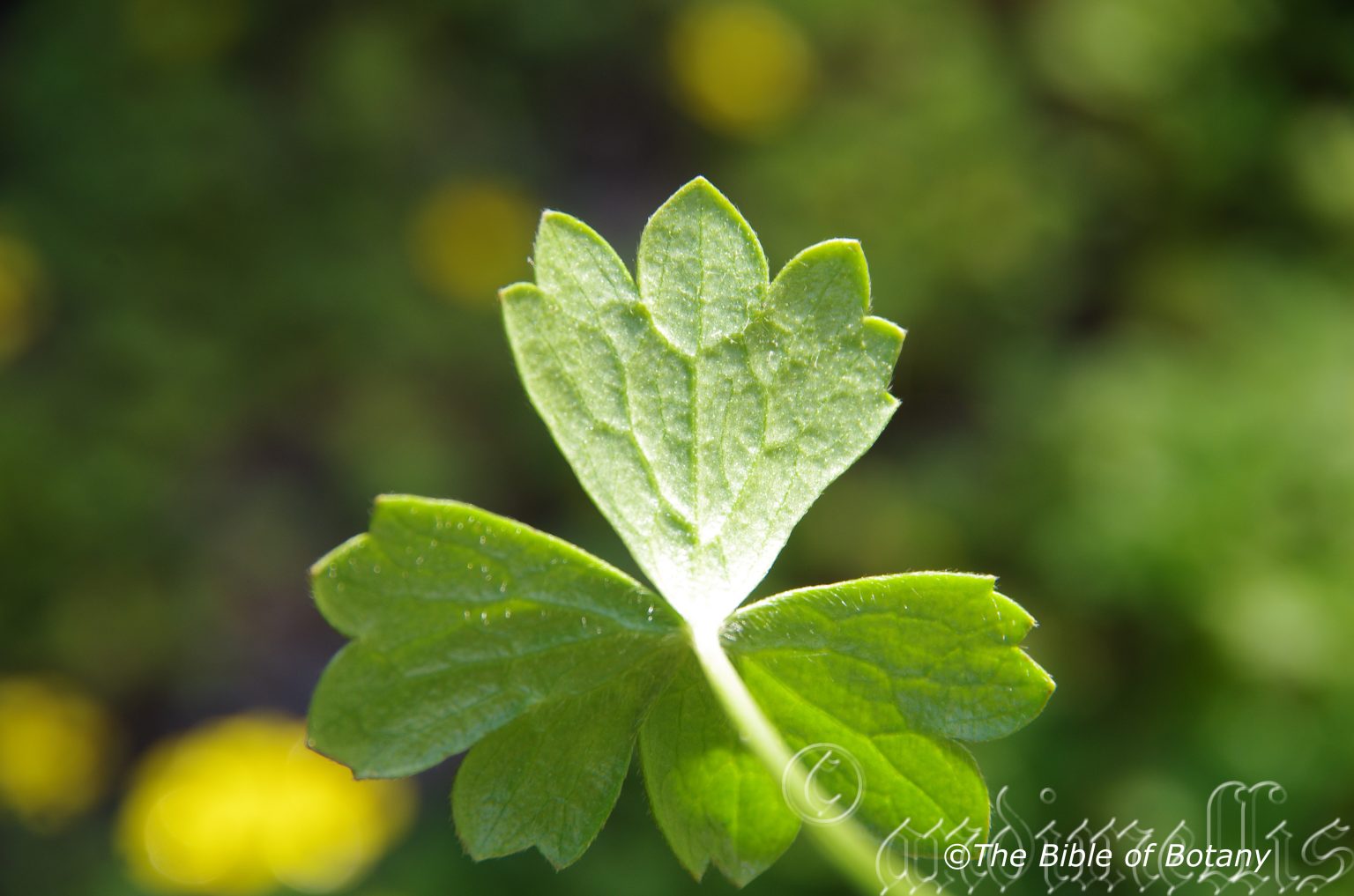 Plant Descriptions – Randia moorei – Rytidosperma tenuius – The Bible ...