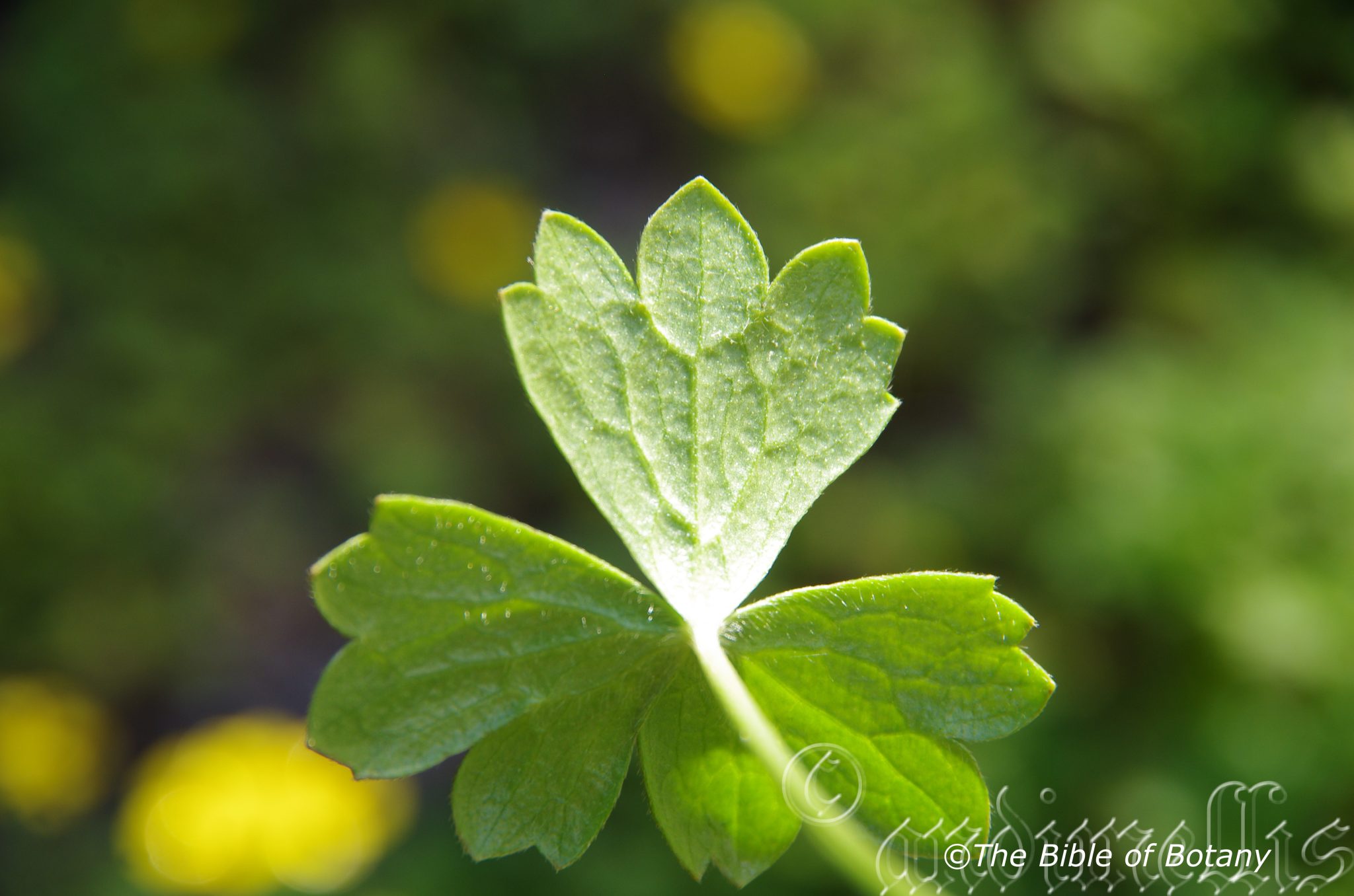 Plant Descriptions – Randia moorei – Rytidosperma tenuius – The Bible ...