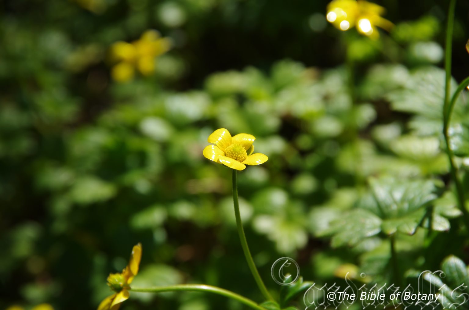 Plant Descriptions – Randia moorei – Rytidosperma tenuius – The Bible ...