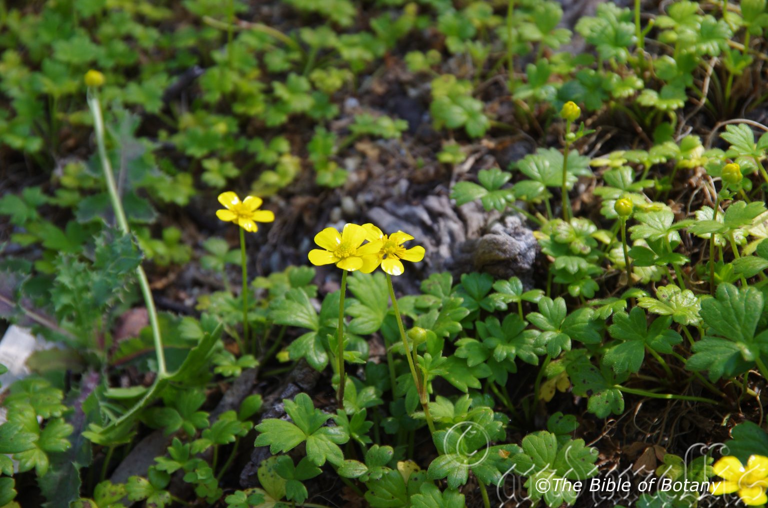Plant Descriptions – Randia moorei – Rytidosperma tenuius – The Bible ...