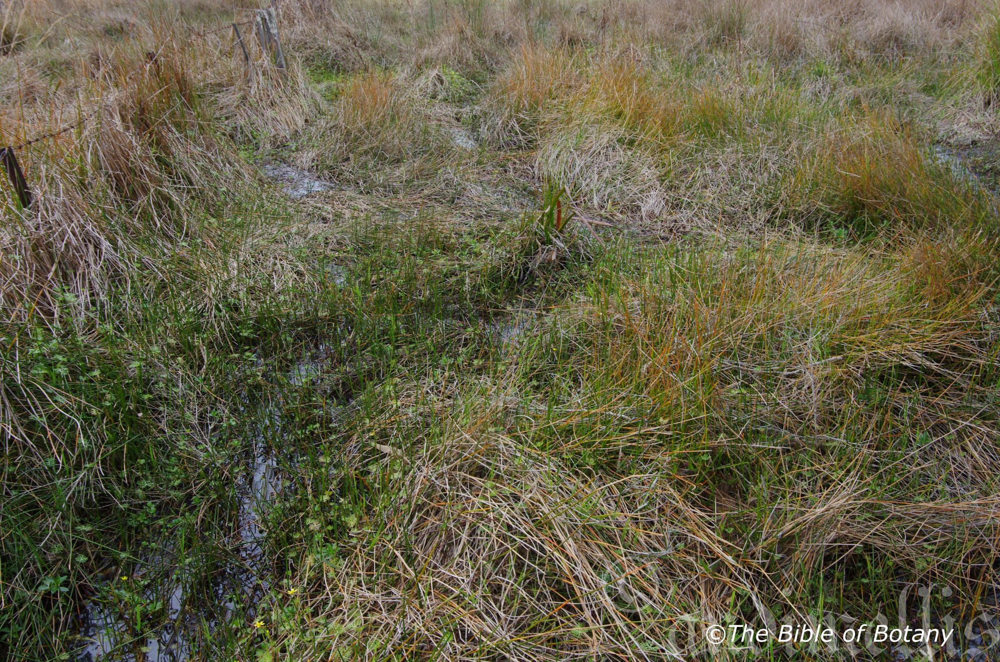 Plant Descriptions – Randia moorei – Rytidosperma tenuius – The Bible ...