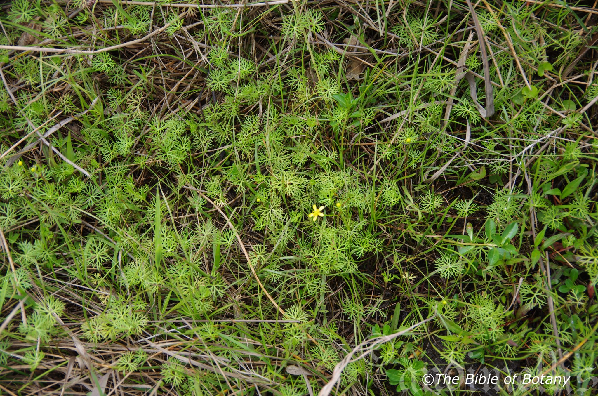Plant Descriptions – Randia moorei – Rytidosperma tenuius – The Bible ...