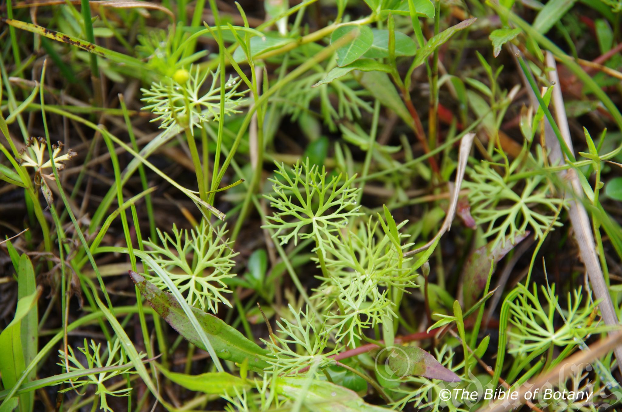 Plant Descriptions – Randia moorei – Rytidosperma tenuius – The Bible ...