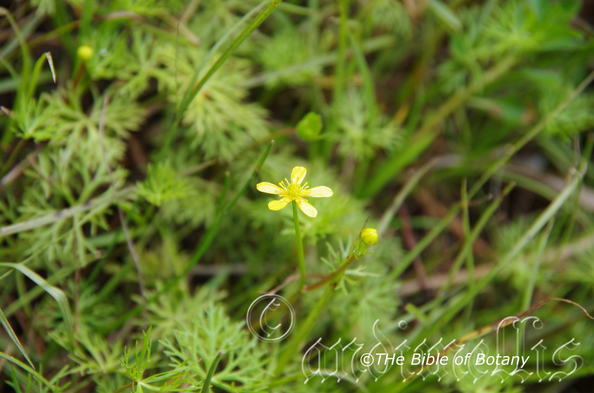 Plant Descriptions – Randia moorei – Rytidosperma tenuius – The Bible ...