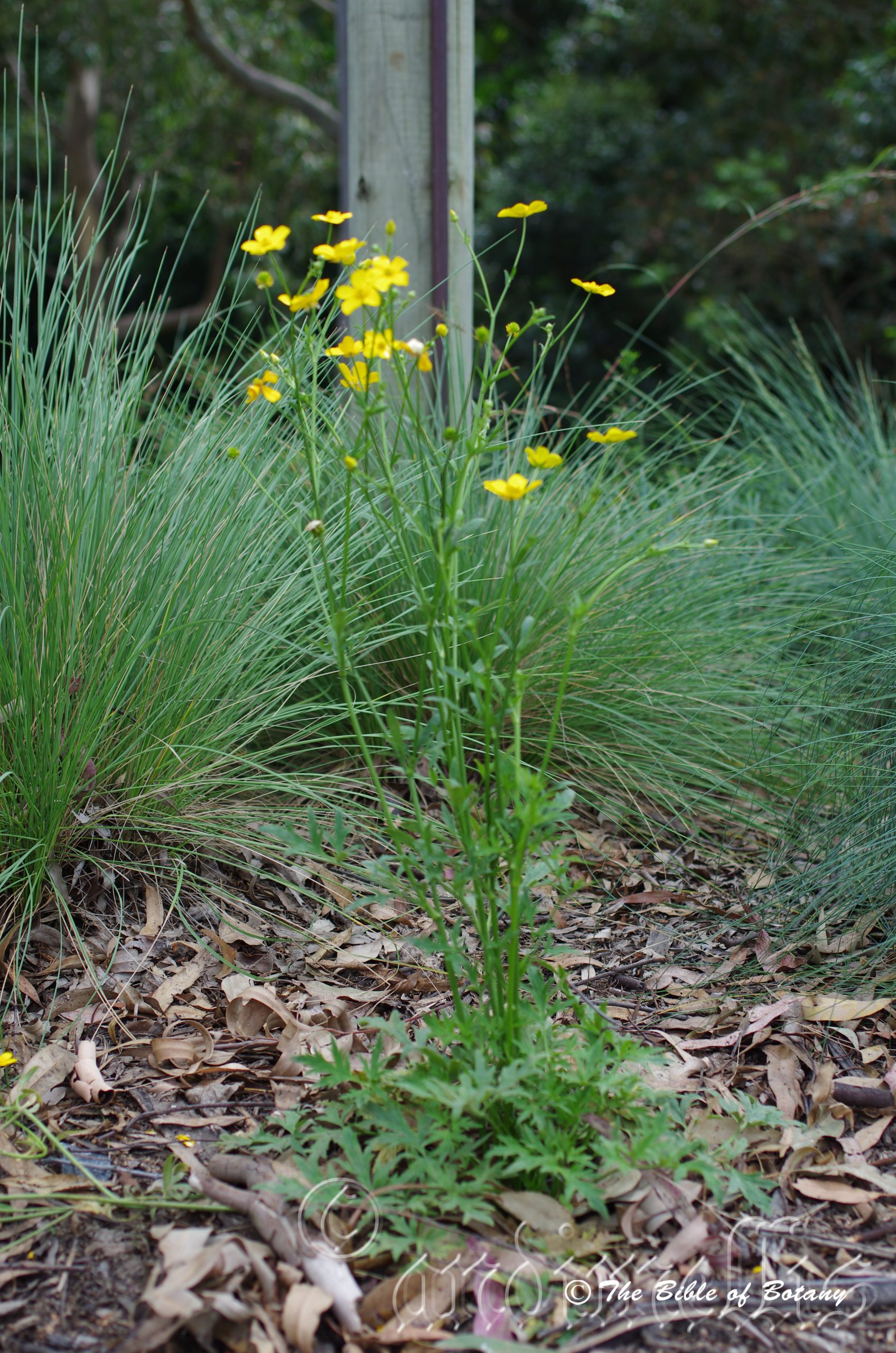 Plant Descriptions – Randia moorei – Rytidosperma tenuius – The Bible ...