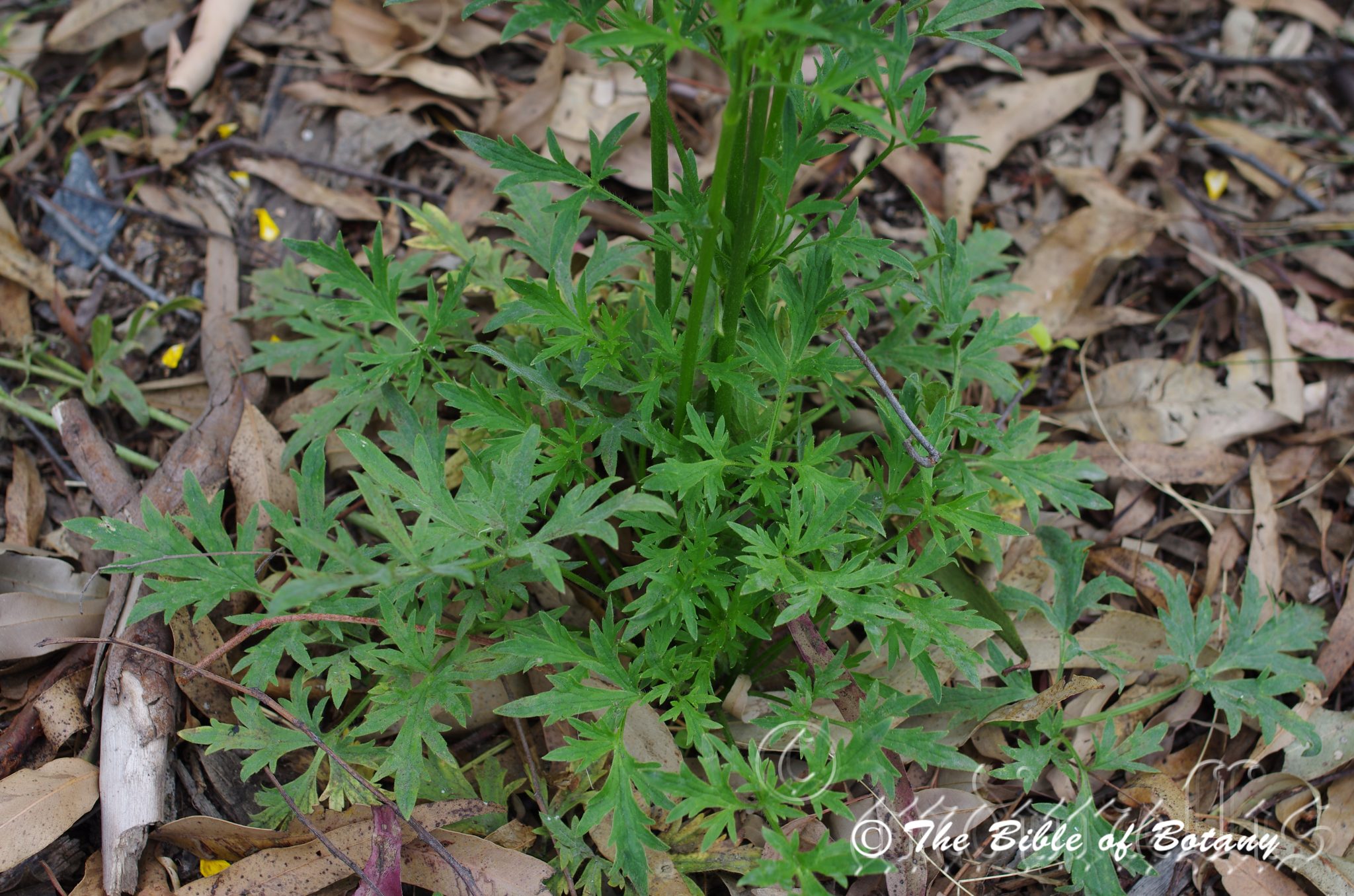 Plant Descriptions – Randia moorei – Rytidosperma tenuius – The Bible ...