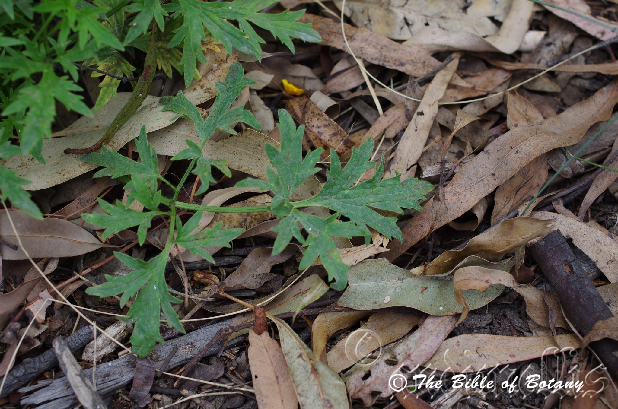 Plant Descriptions – Randia moorei – Rytidosperma tenuius – The Bible ...