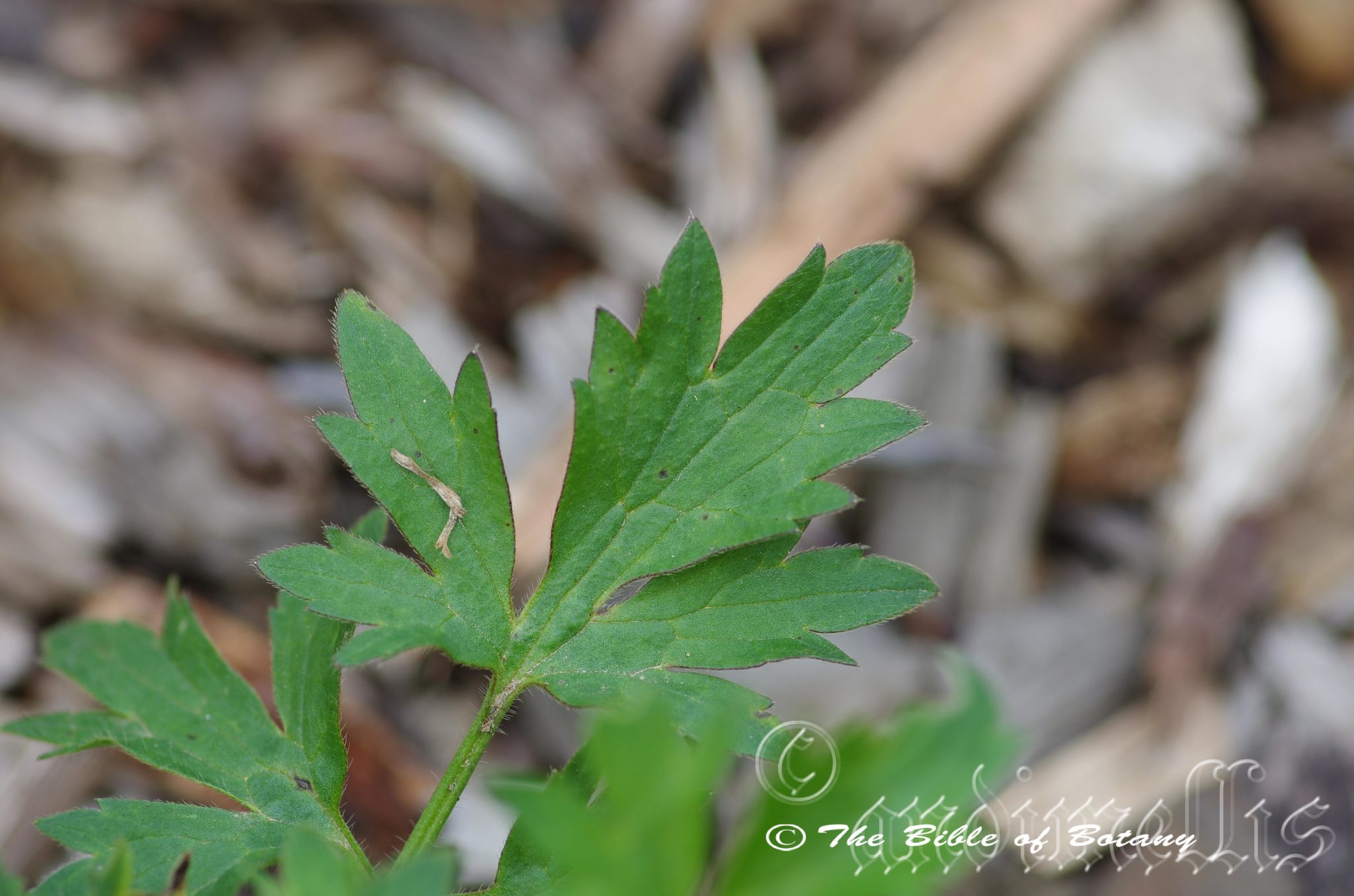 Plant Descriptions – Randia moorei – Rytidosperma tenuius – The Bible ...