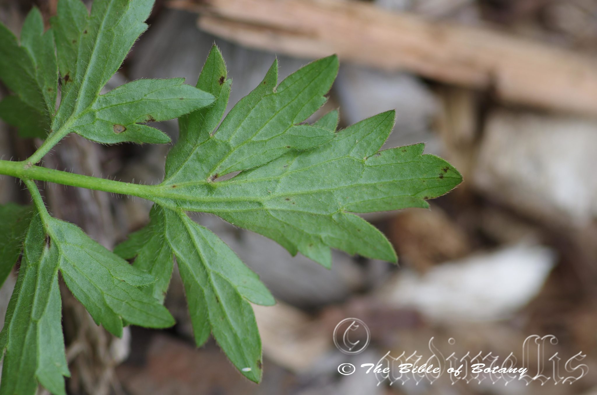 Plant Descriptions – Randia moorei – Rytidosperma tenuius – The Bible ...