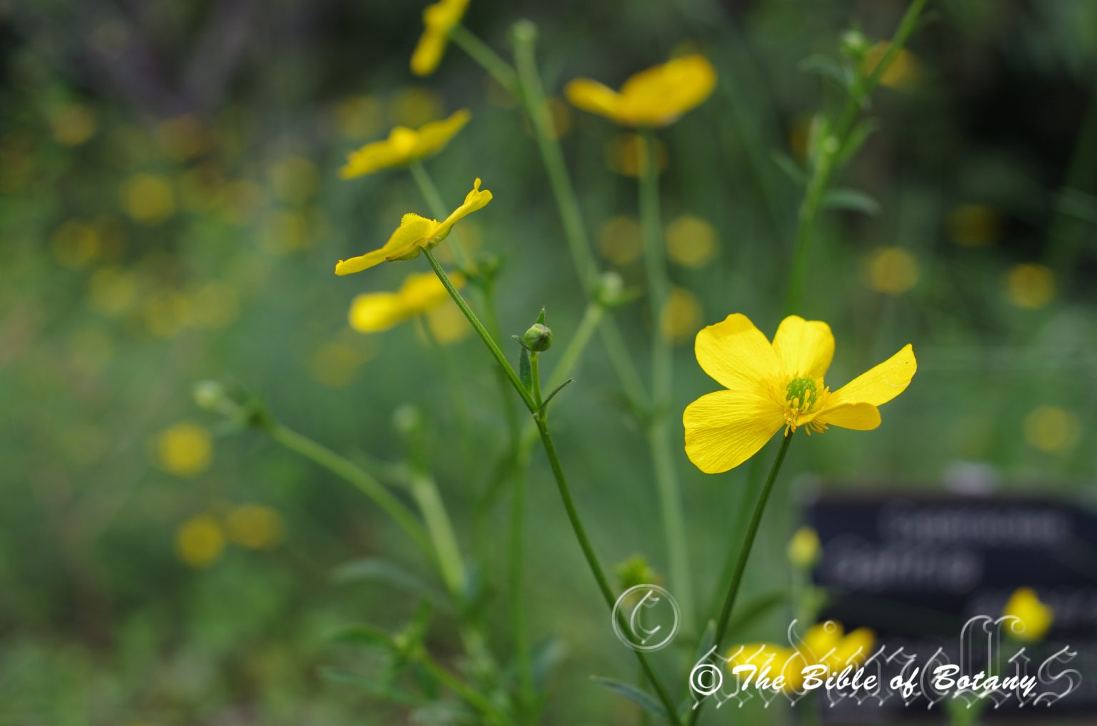 Plant Descriptions – Randia moorei – Rytidosperma tenuius – The Bible ...