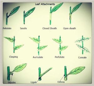 Australian Native Plants Glossary Introduction – The Bible of Botany