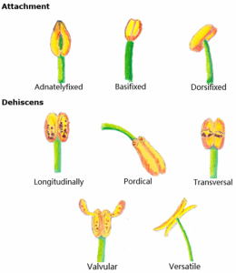 Australian Native Plants Glossary Introduction – The Bible of Botany