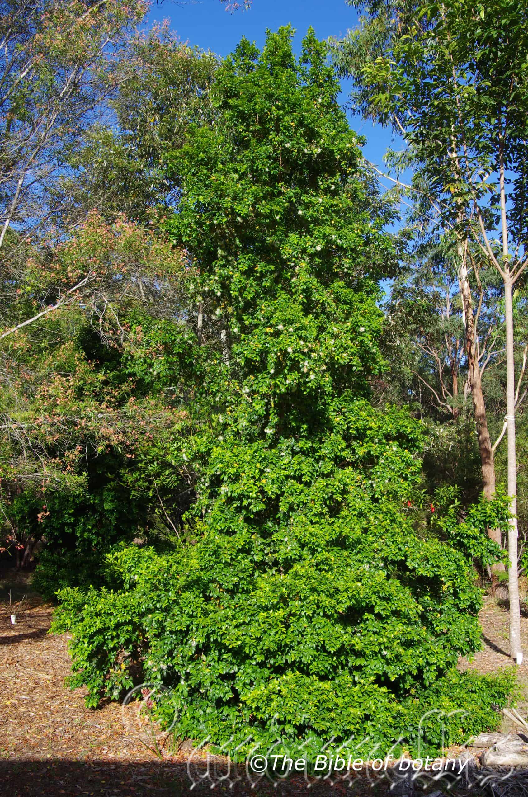 Floral Emblems – The Bible of Botany