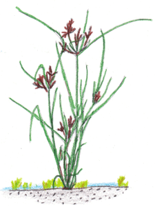 Native Fodder Crops – The Bible of Botany