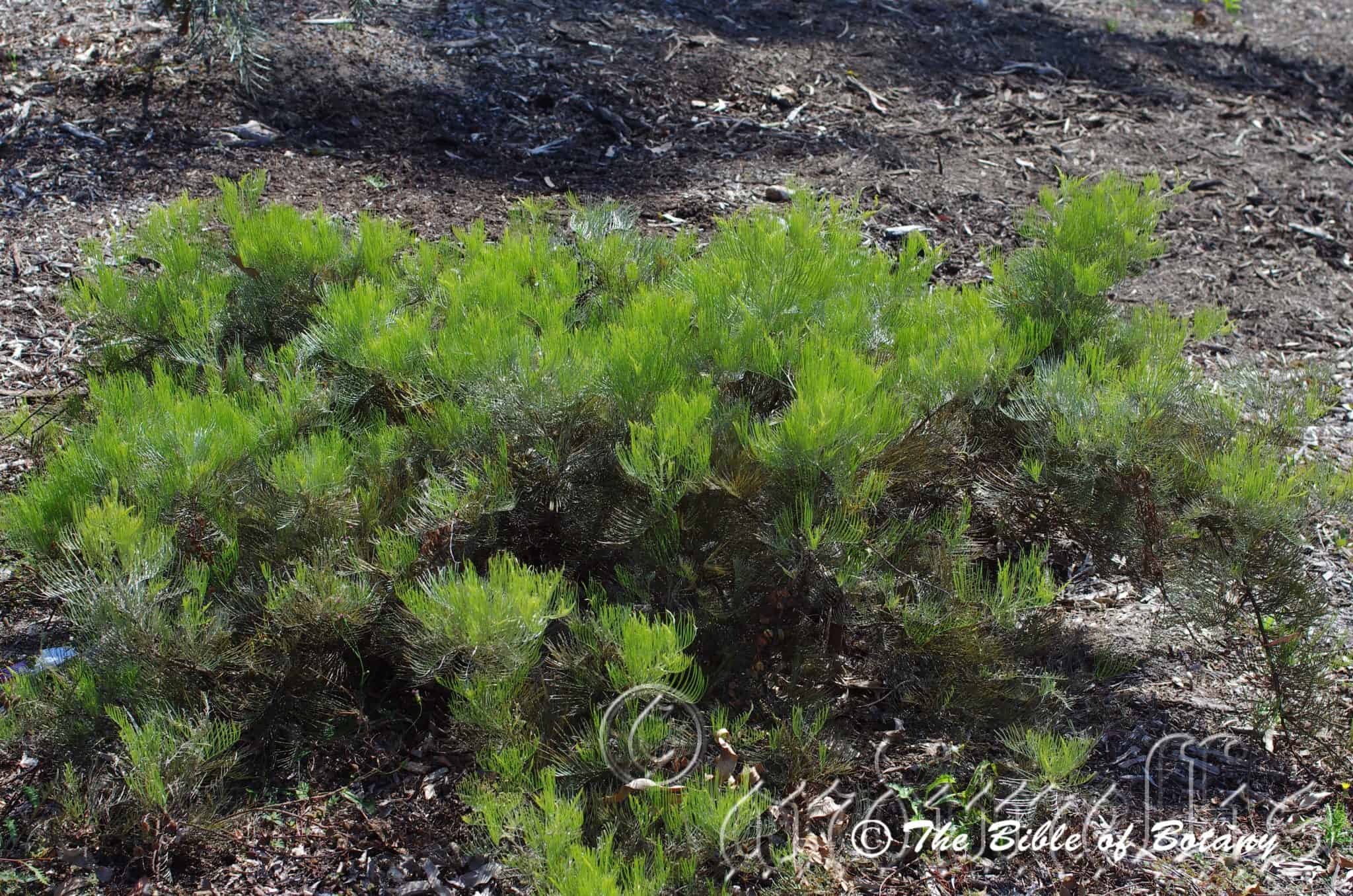 Plant Descriptions – Grevillea fasciculata – Grevillea nematophylla ...