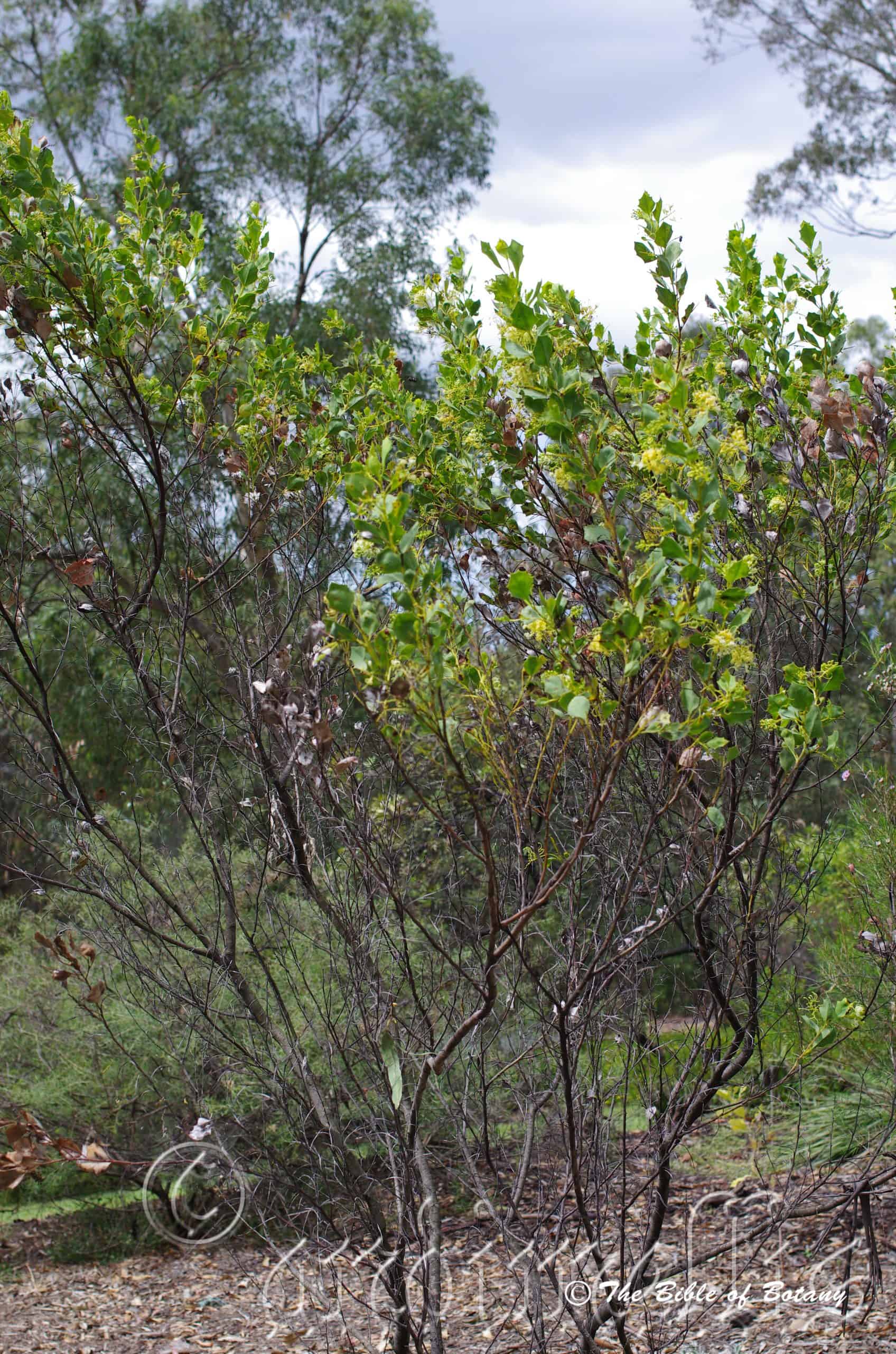 Plant Descriptions – Grevillea neurophylla – Gynochthodes jasminoides ...