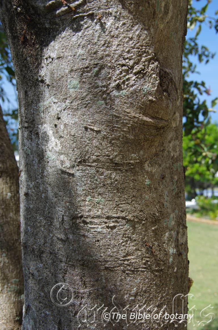 Plant Descriptions – Laccospadix australasicus – Leptomeria drupacea ...