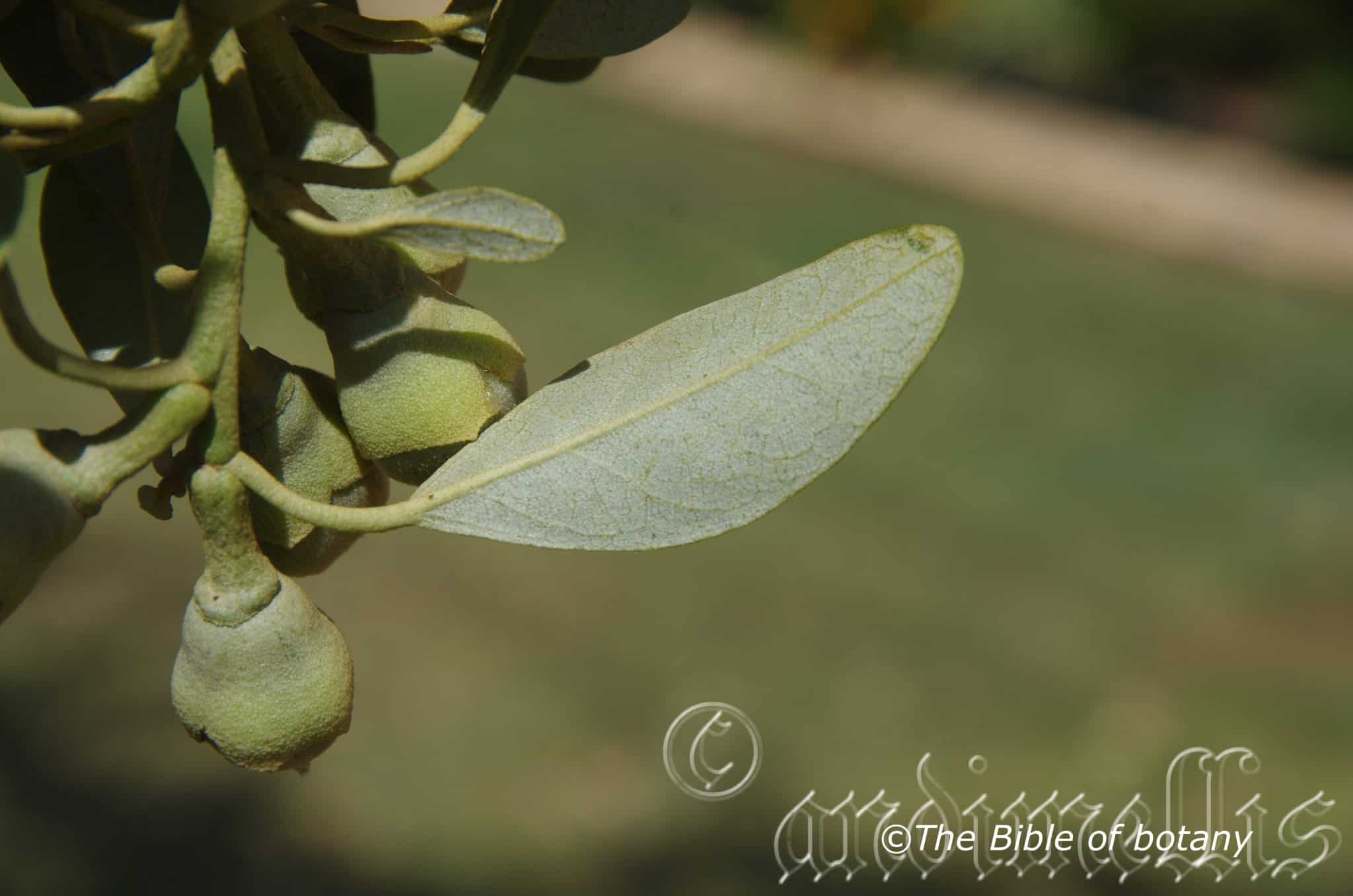 Plant Descriptions – Laccospadix australasicus – Leptomeria drupacea ...