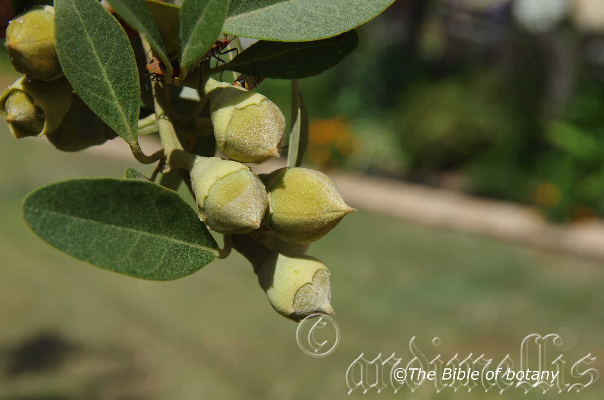 Plant Descriptions – Laccospadix australasicus – Leptomeria drupacea ...