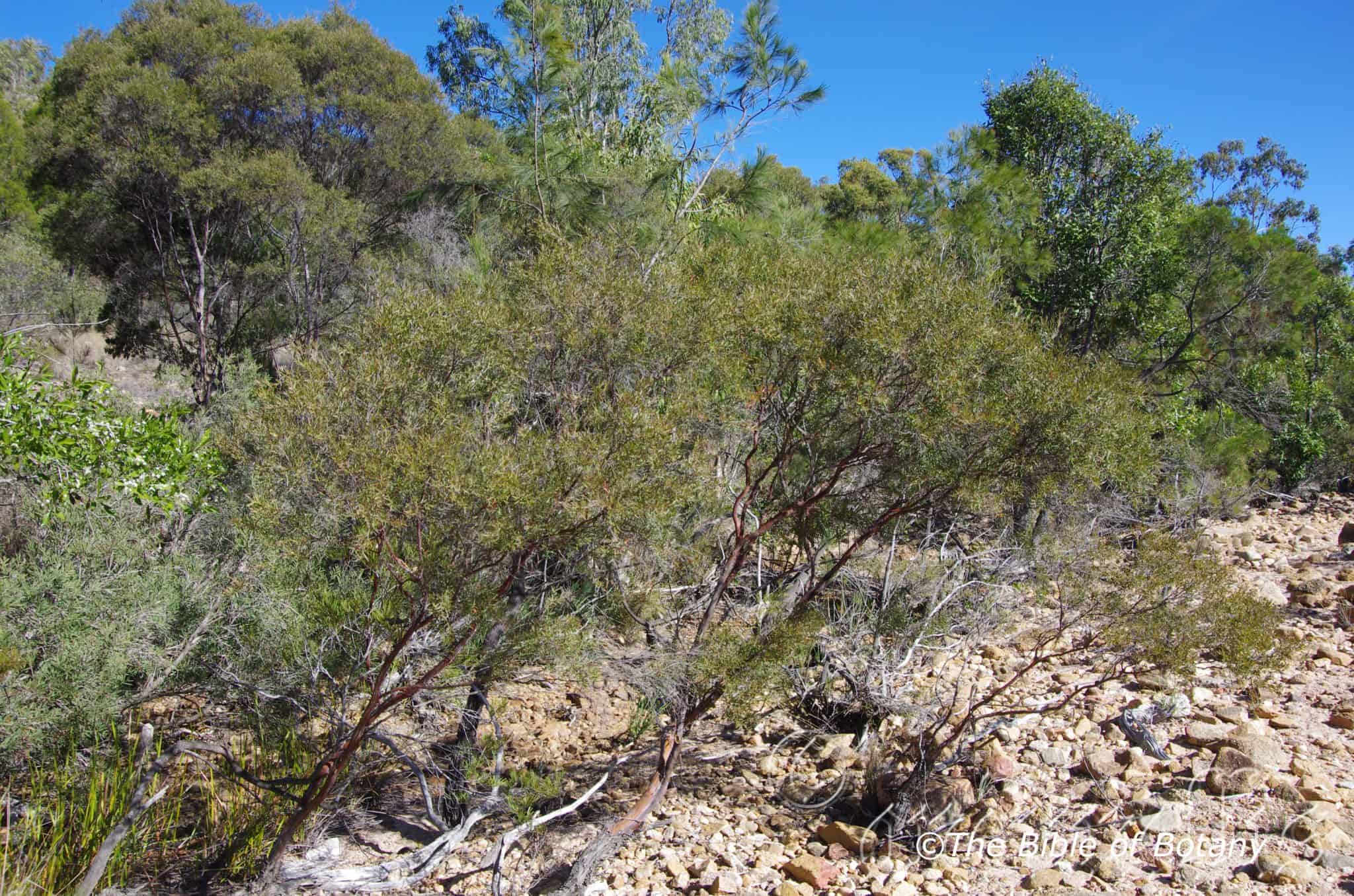 Plant Descriptions – Leptospermum amboinense – Lipocarpha microcephala ...