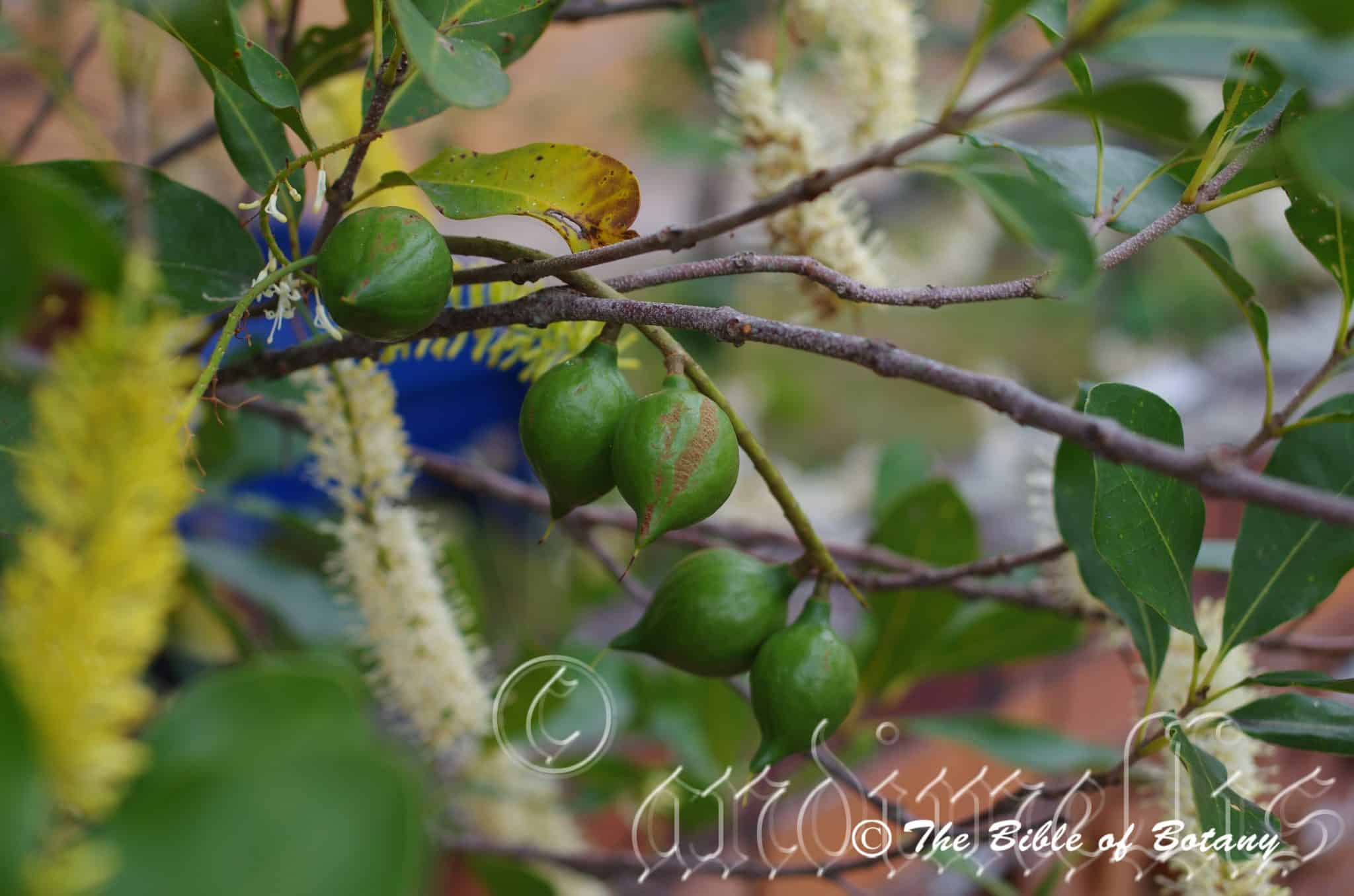 Plant Descriptions – Macadamia integrifolia – Melaleuca decora – The ...