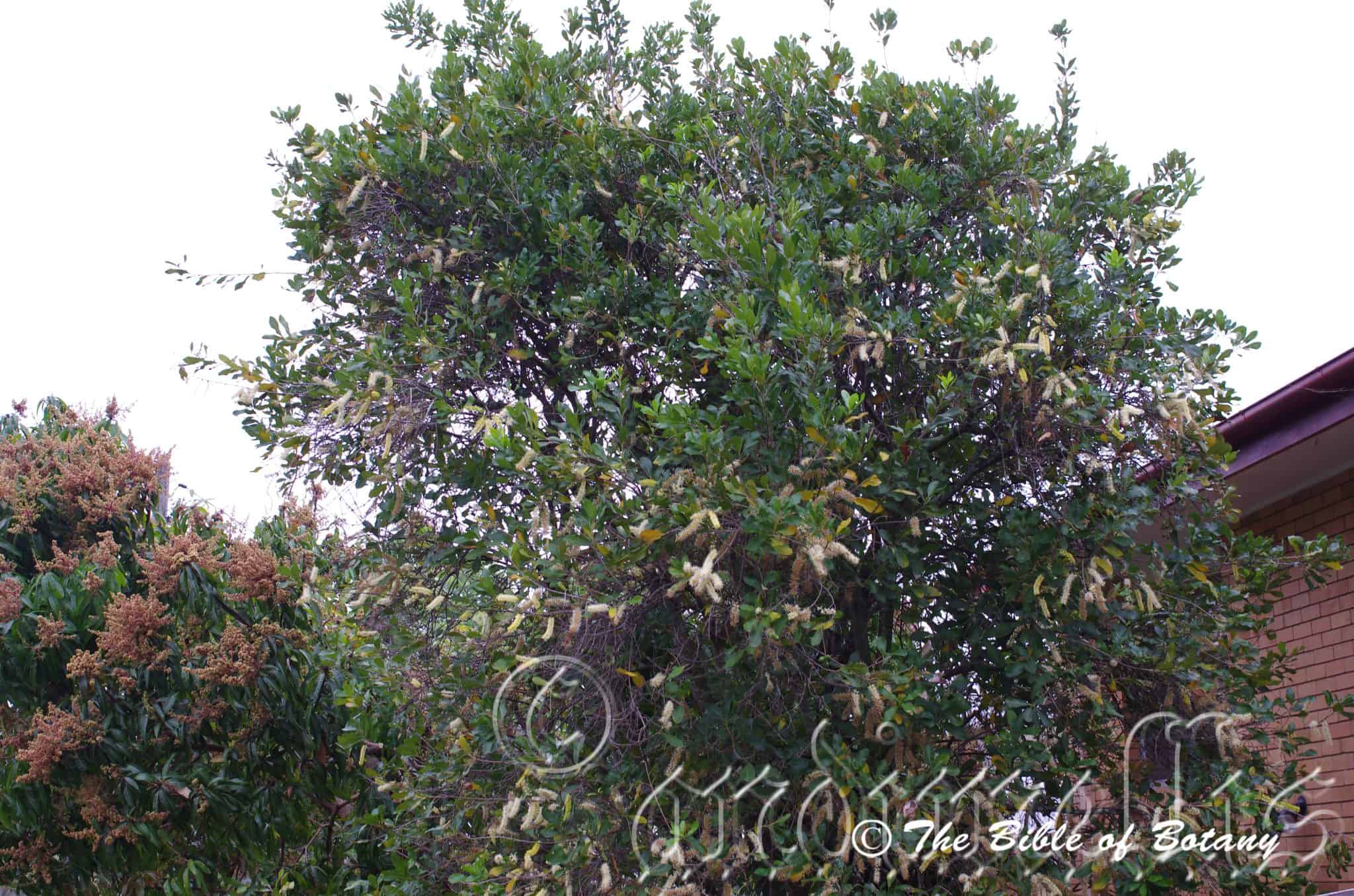 Plant Descriptions – Macadamia integrifolia – Melaleuca decora – The ...