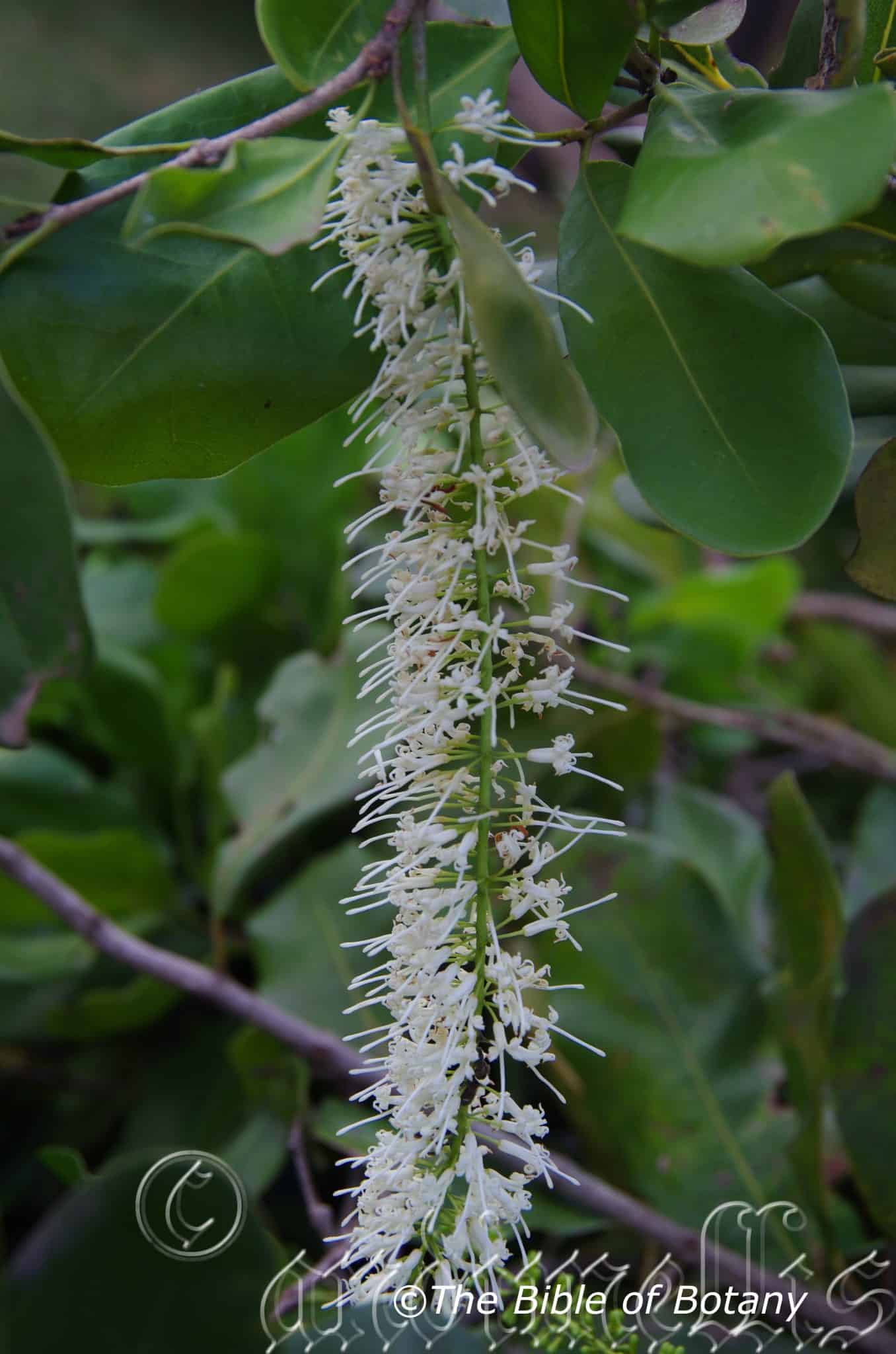 Plant Descriptions – Macadamia integrifolia – Melaleuca decora – The ...