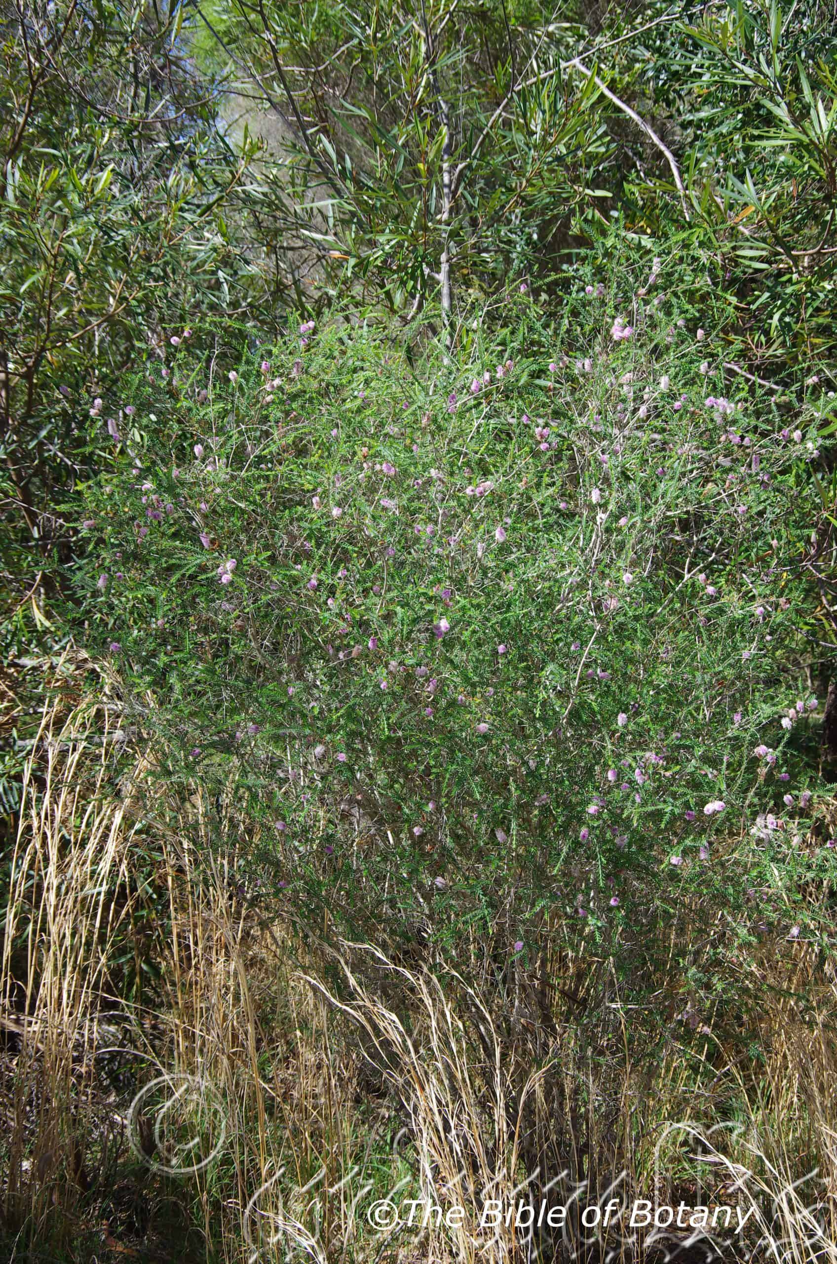 Plant Descriptions – Melaleuca decussata – Melicope rubra – The Bible ...