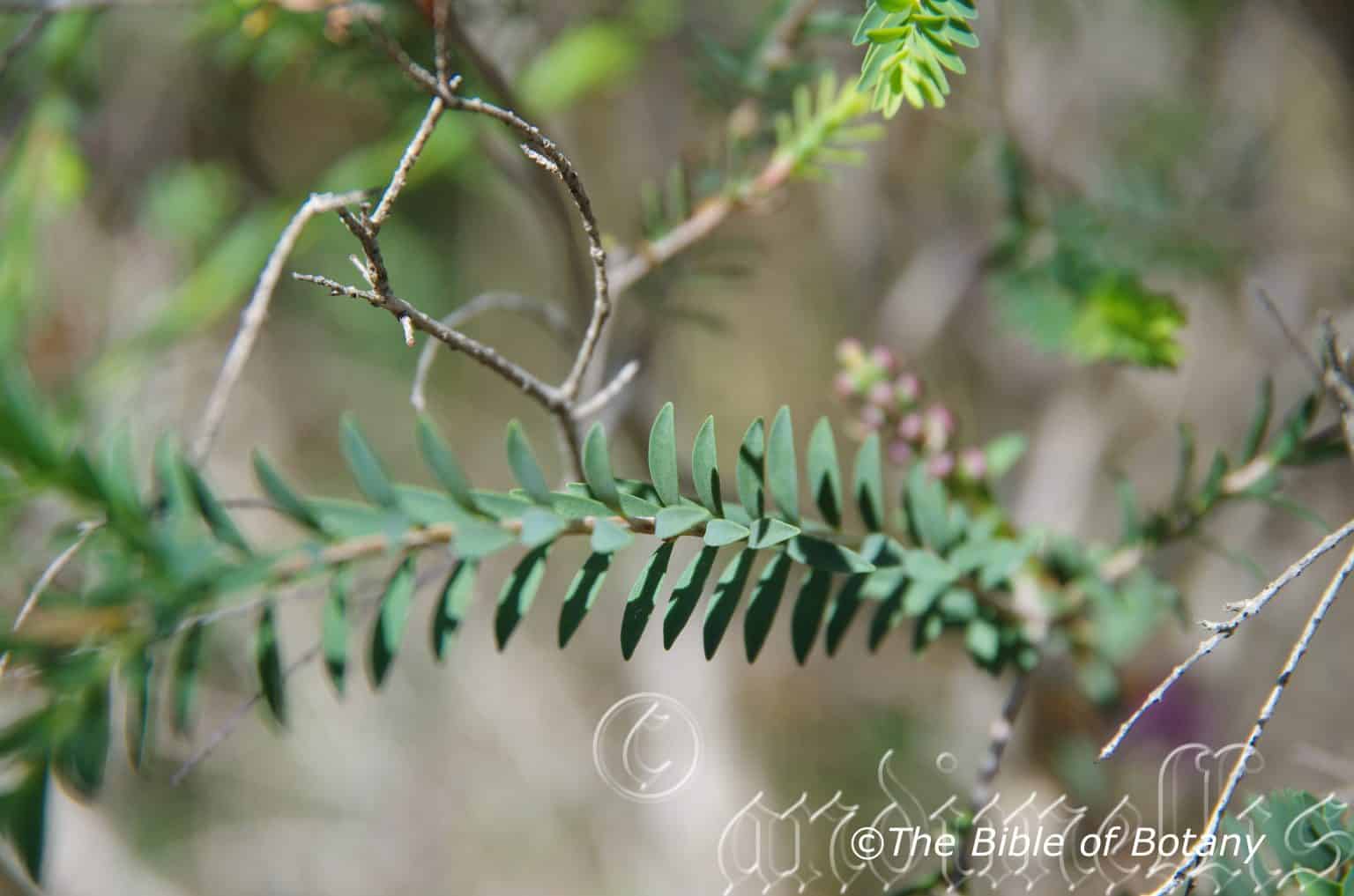 Plant Descriptions – Melaleuca decussata – Melicope rubra – The Bible ...
