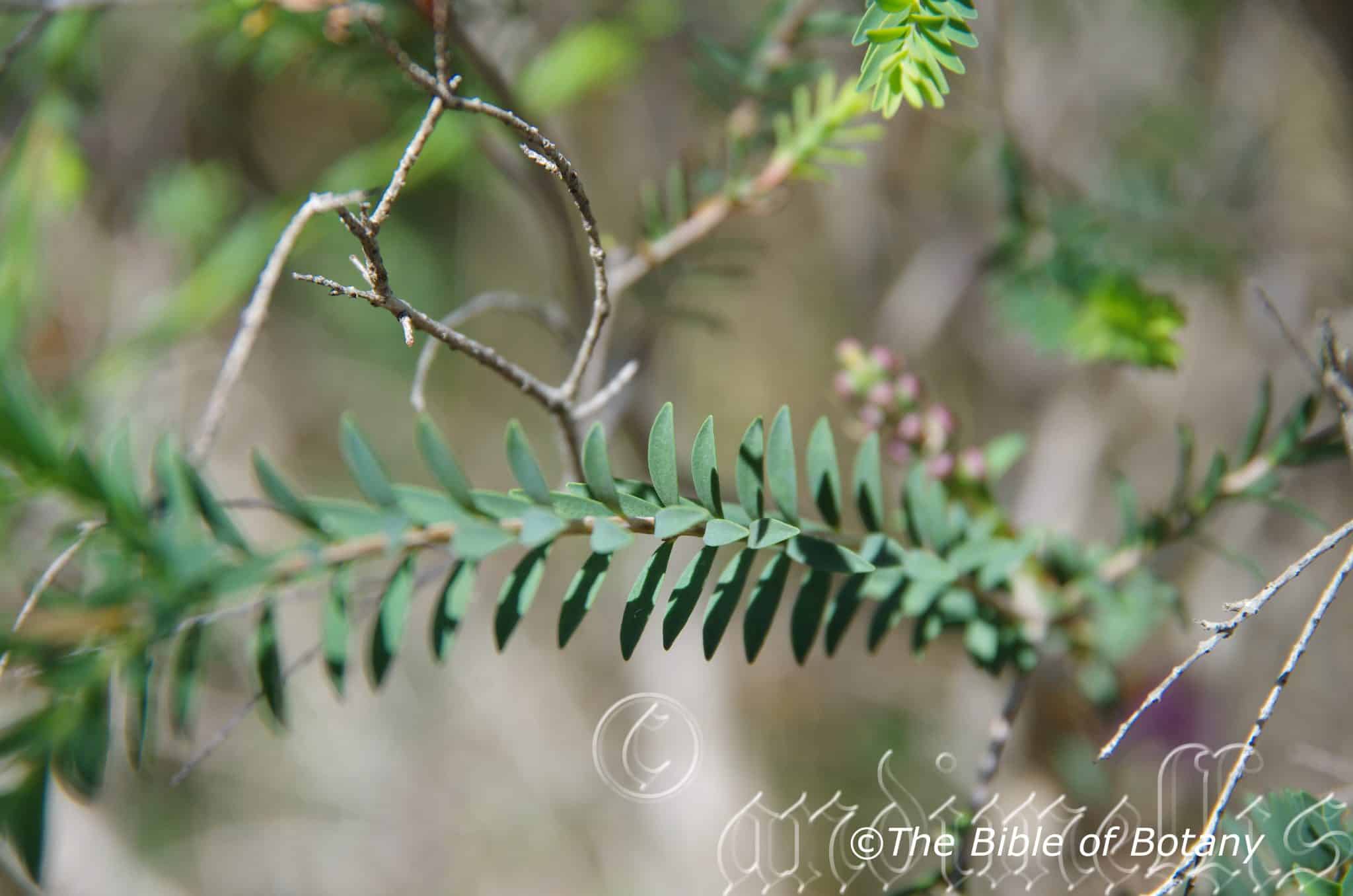 Plant Descriptions – Melaleuca decussata – Melicope rubra – The Bible ...
