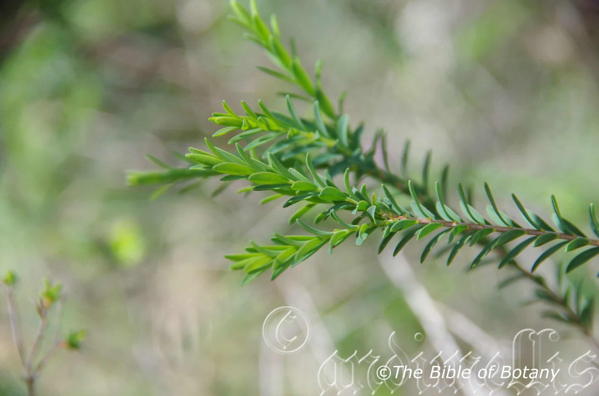 Plant Descriptions – Melaleuca decussata – Melicope rubra – The Bible ...