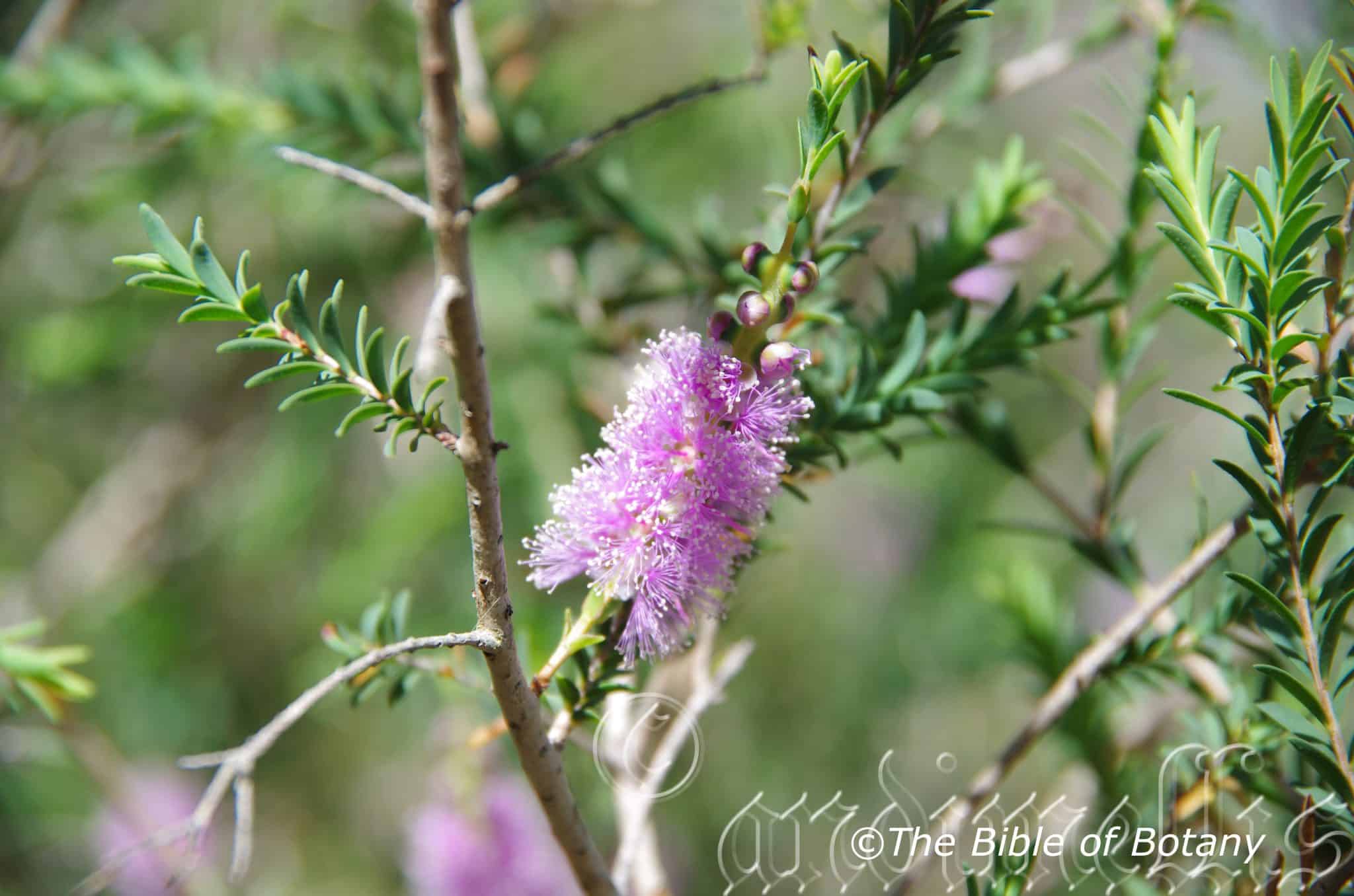 Plant Descriptions – Melaleuca decussata – Melicope rubra – The Bible ...